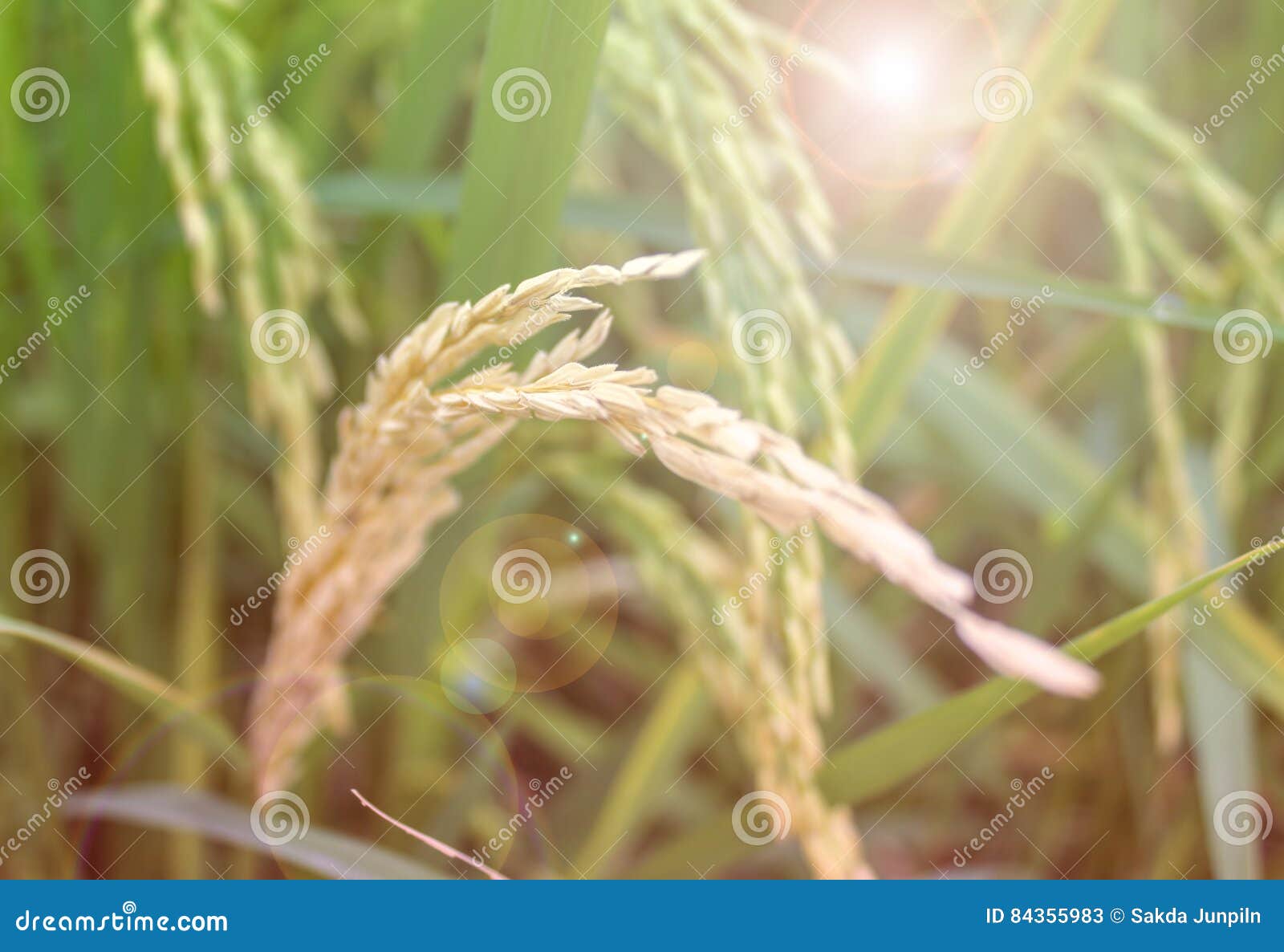 Reispflanze Reis stockbild. Bild von sonderkommando, gold - 84355983