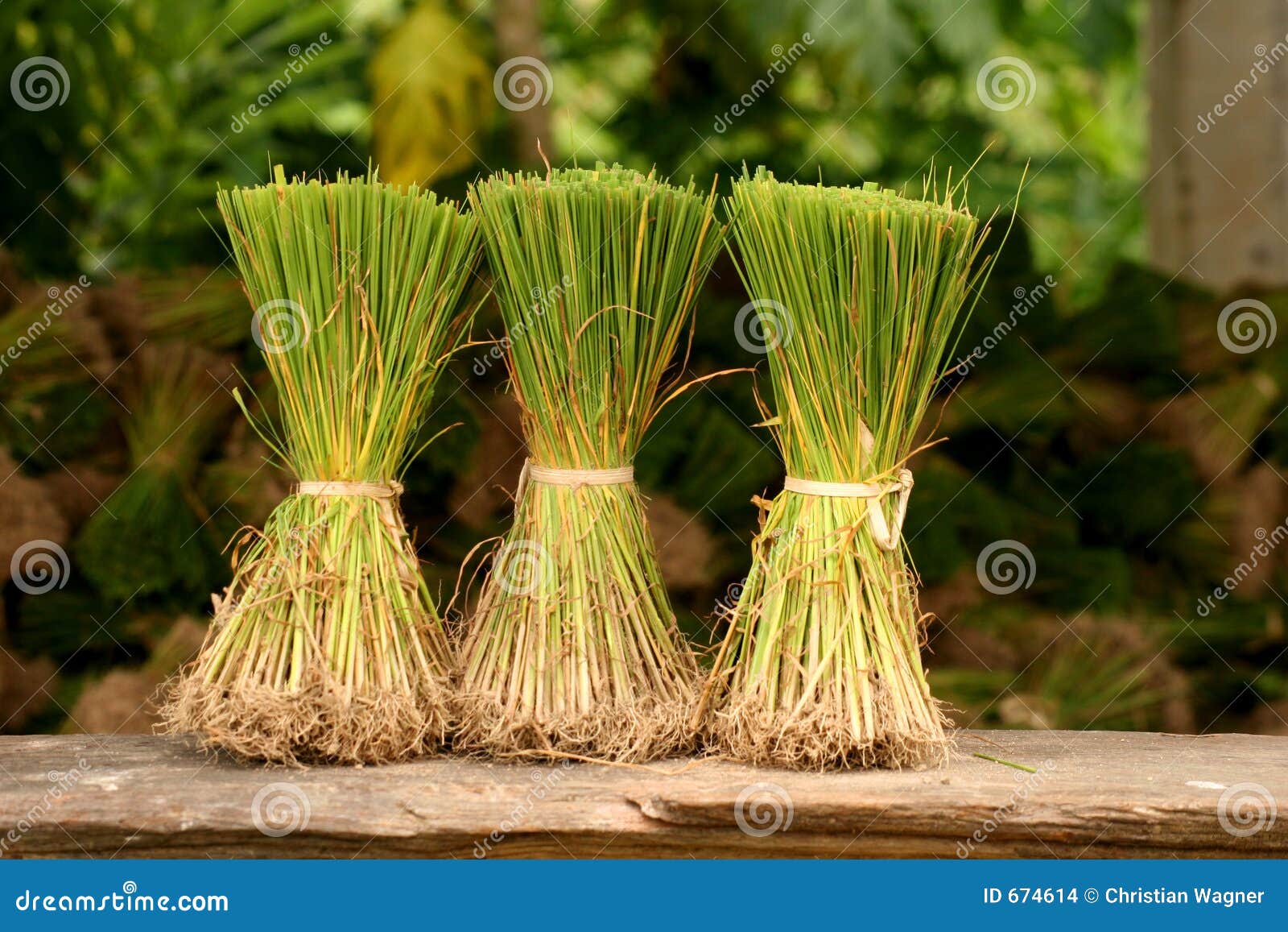 Reispflanzen stockfoto. Bild von ablage, indochina, feld - 674614