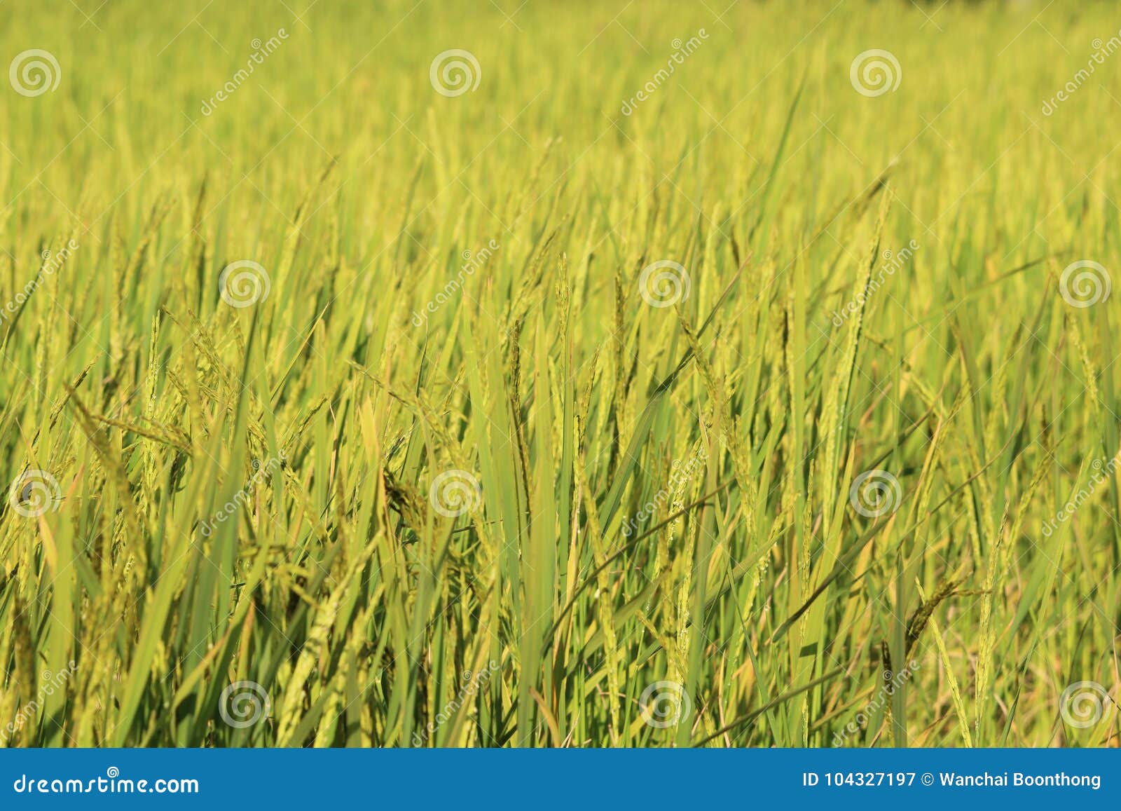 Reispflanzen Auf Dem Gebiet Stockbild - Bild von bauernhof, nave: 104327197