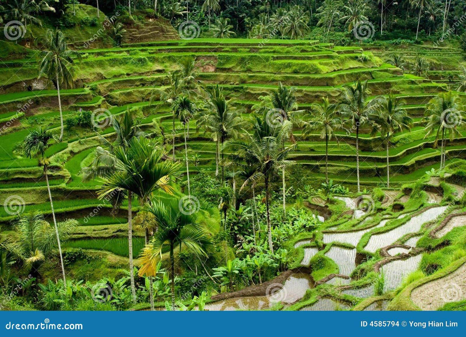 Reisterrasse in Bali stockfoto. Bild von wachsen, reis - 4585794
