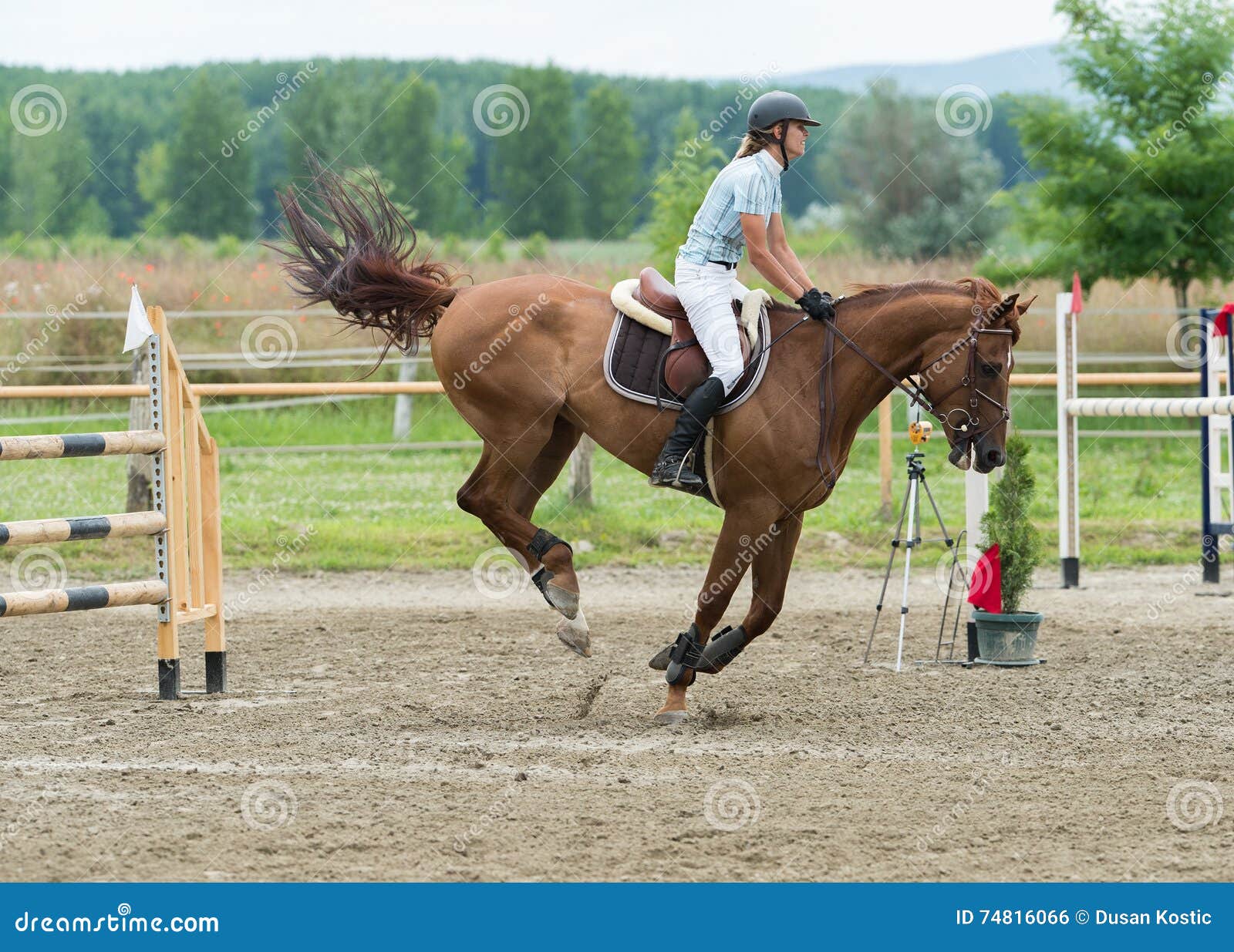 Reitersporte, Springendes Pferd, Show-Springen Stockfoto - Bild von ...