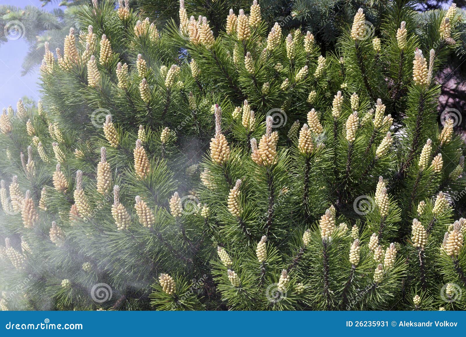 Rejet du pollen de pin image stock. Image du fermer, personne - 26235931