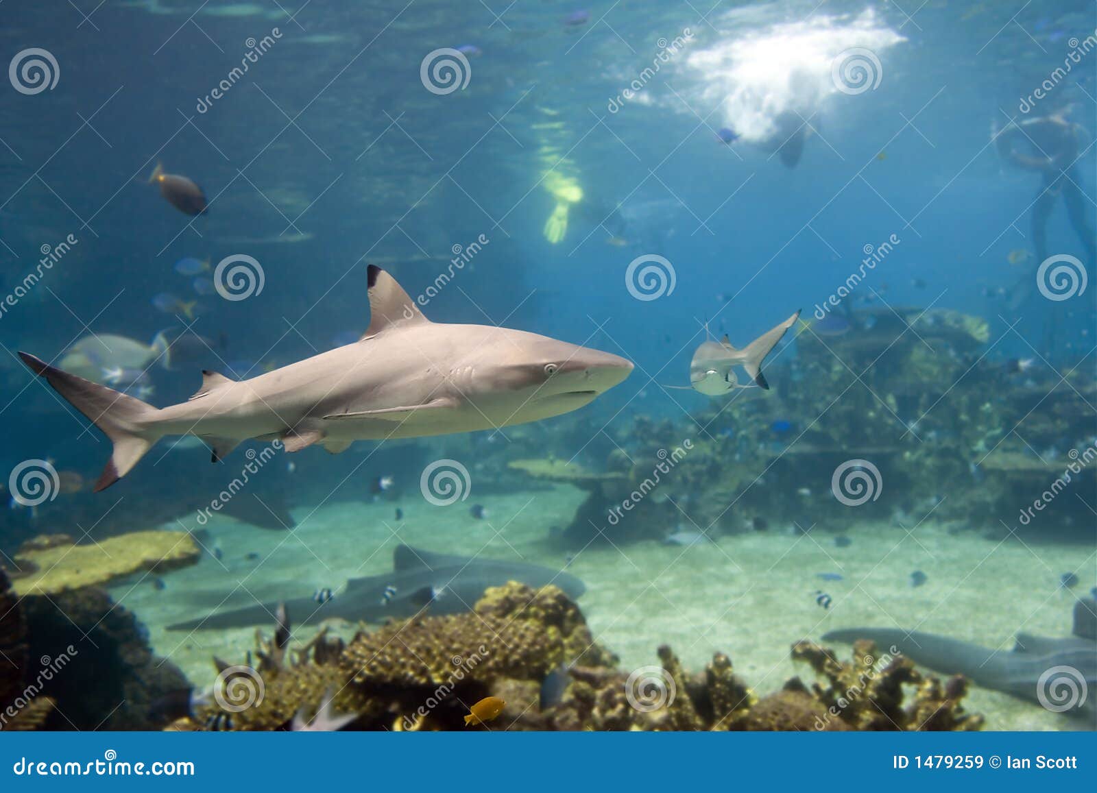 Rekiny obraz stock. Obraz złożonej z tropikalny, nurkowanie - 1479259