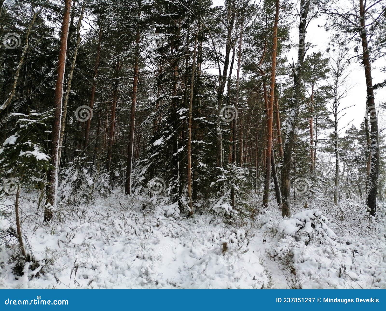 Rekyva Forest during Grayish Cloudy Winter Day Stock Image - Image of ...