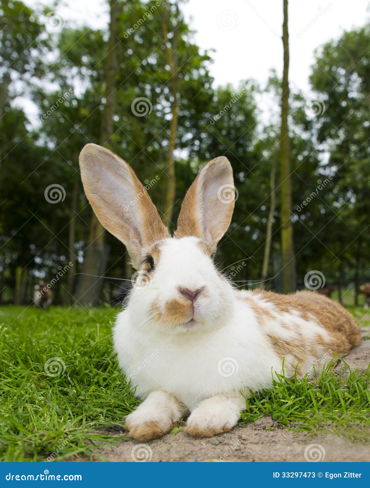 Relaje el conejo imagen de archivo. Imagen de animal - 33297473