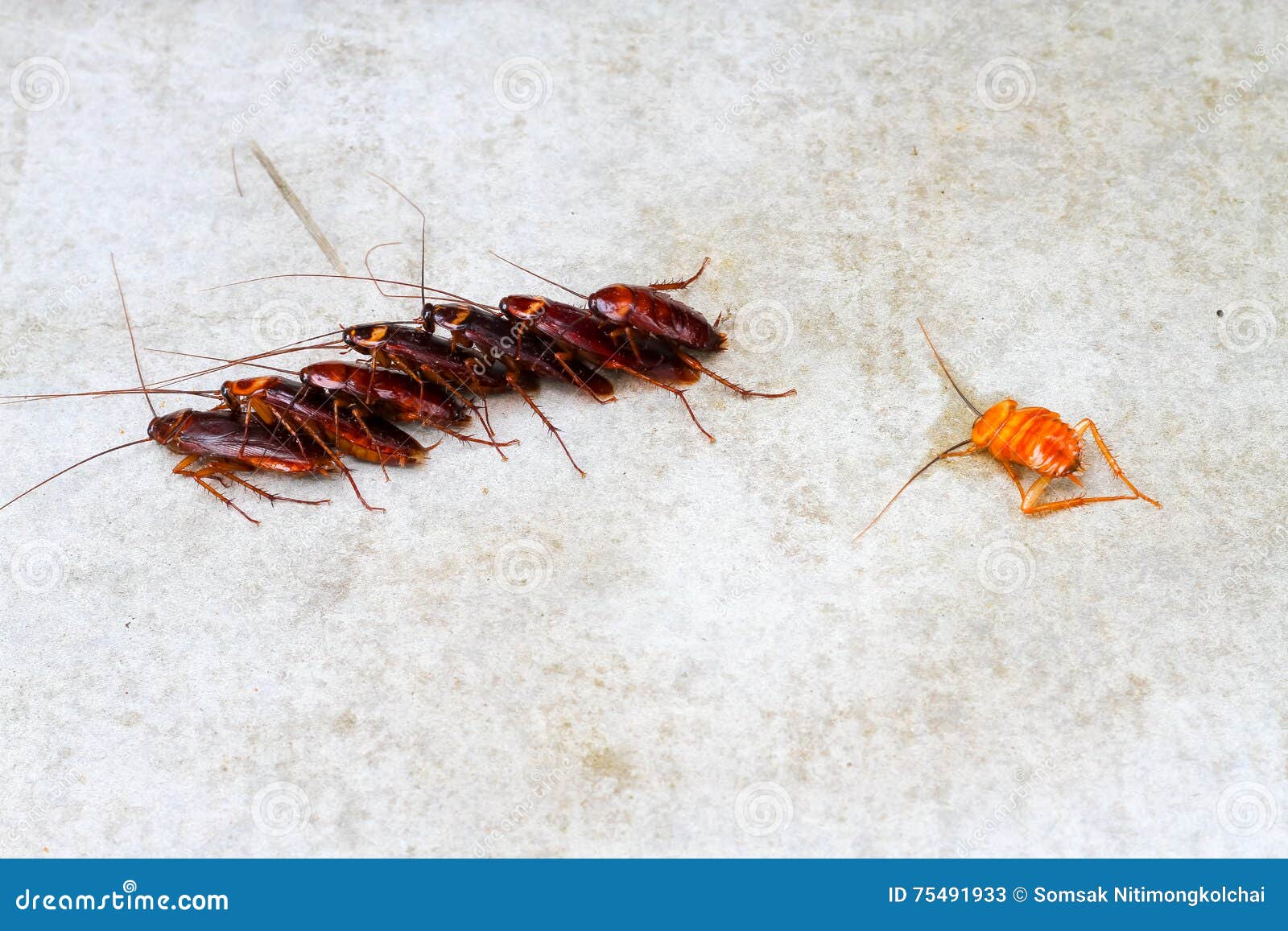 Relation Concept : Cockroach Lover on Concrete Floor Stock Image - Image of creature, diversity ...
