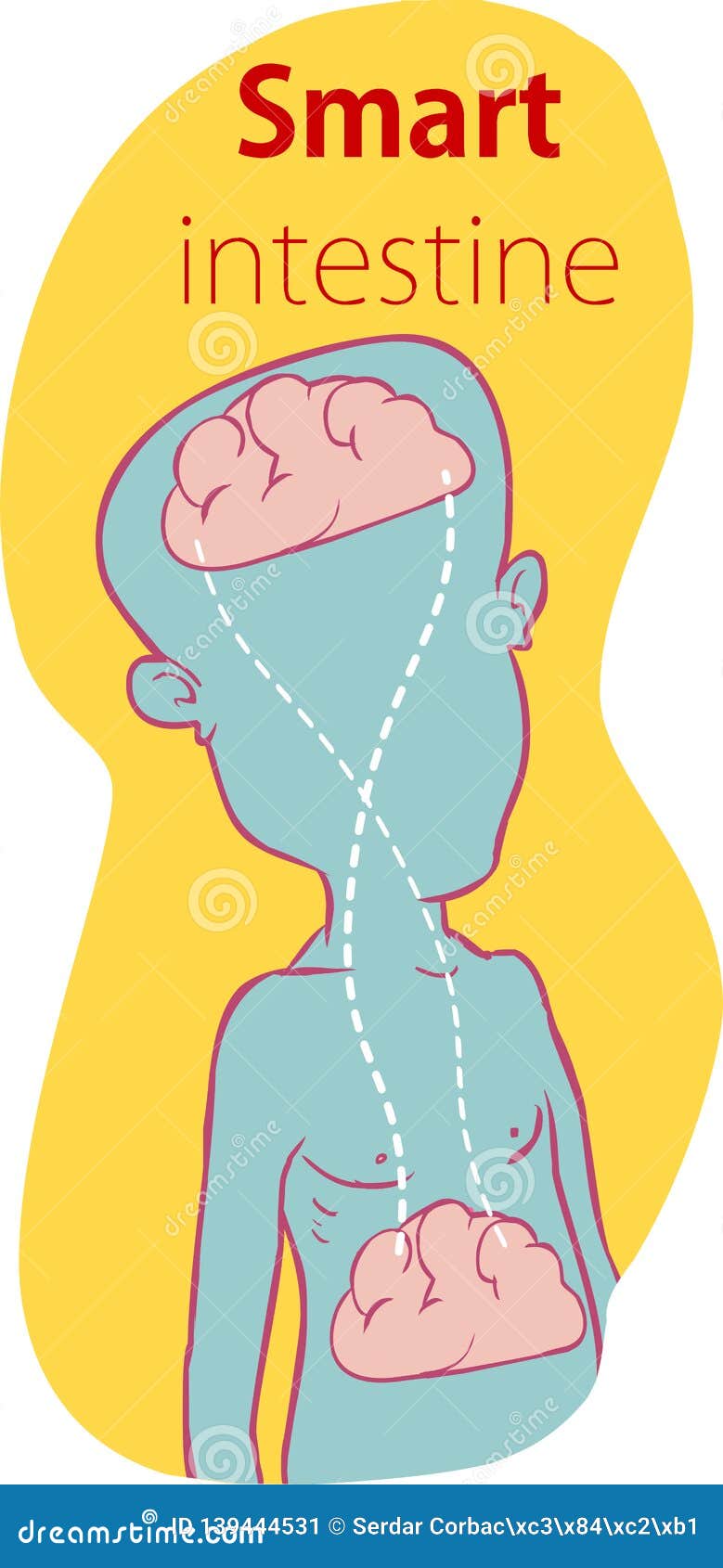 Relation of Human Brain and Guts, Second Brain, Image Diagram - Vector ...
