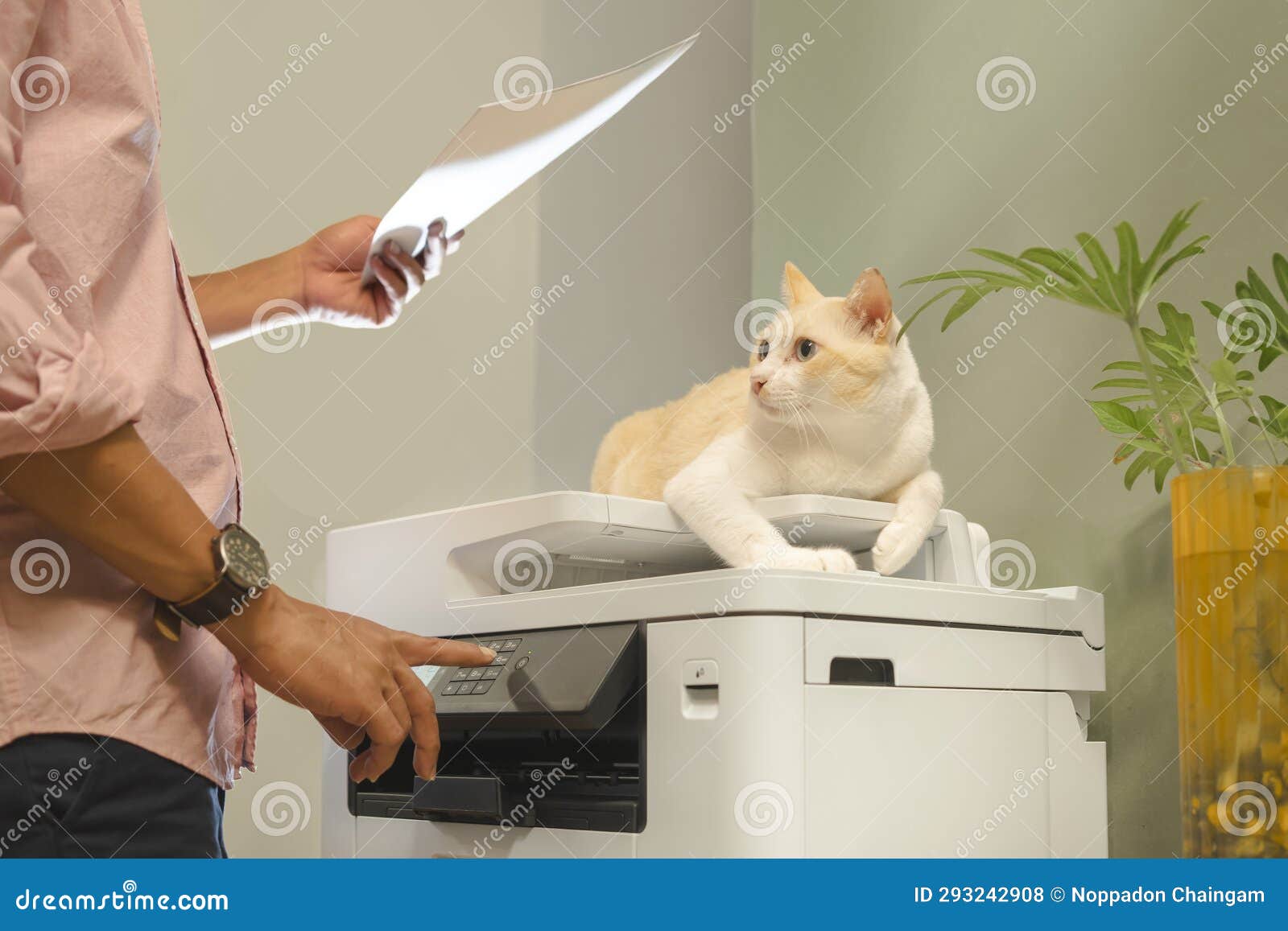 Relationship of the Office Worker and His Cats on a Multifunction Laser ...