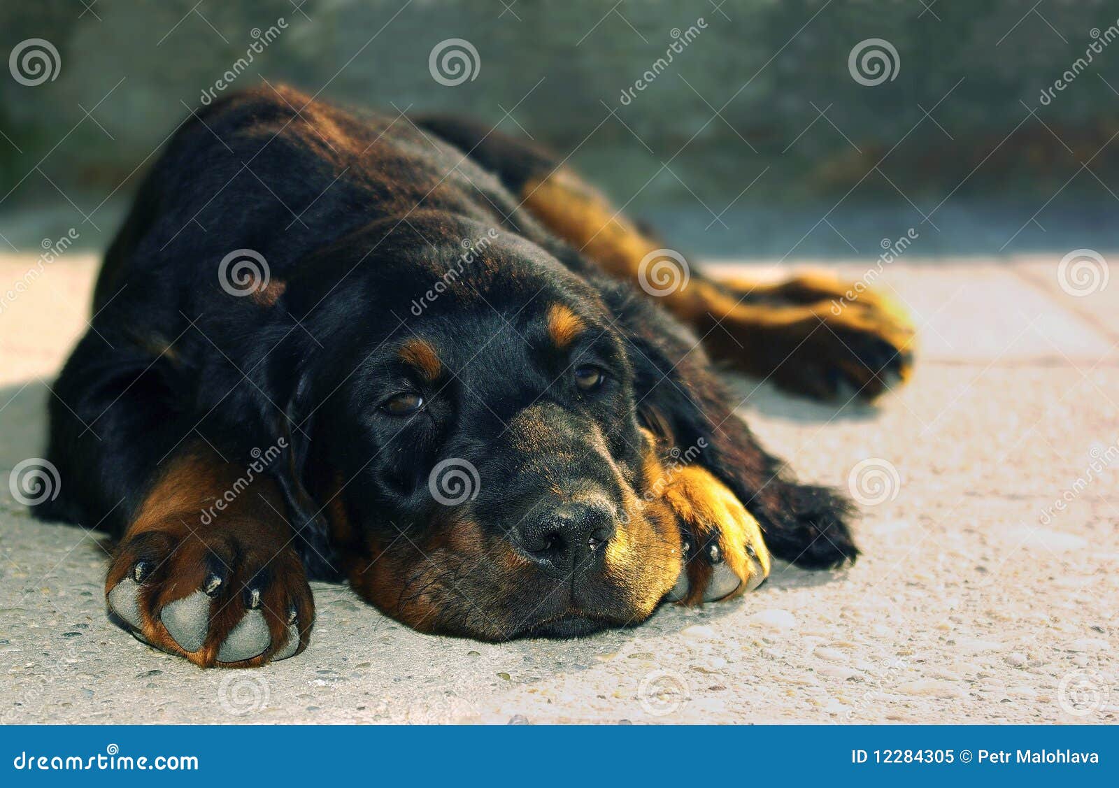 Relax stock image. Image of hunting, hunter, lying, sleep - 12284305
