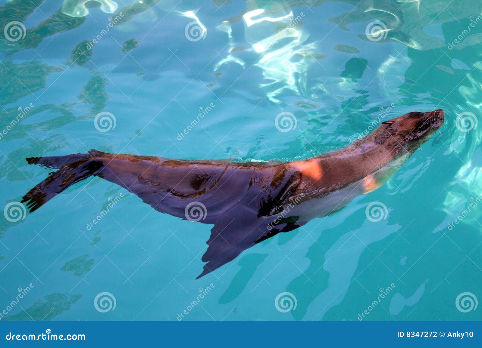 Seal swimming stock photo. Image of play, lions, animals - 8347272