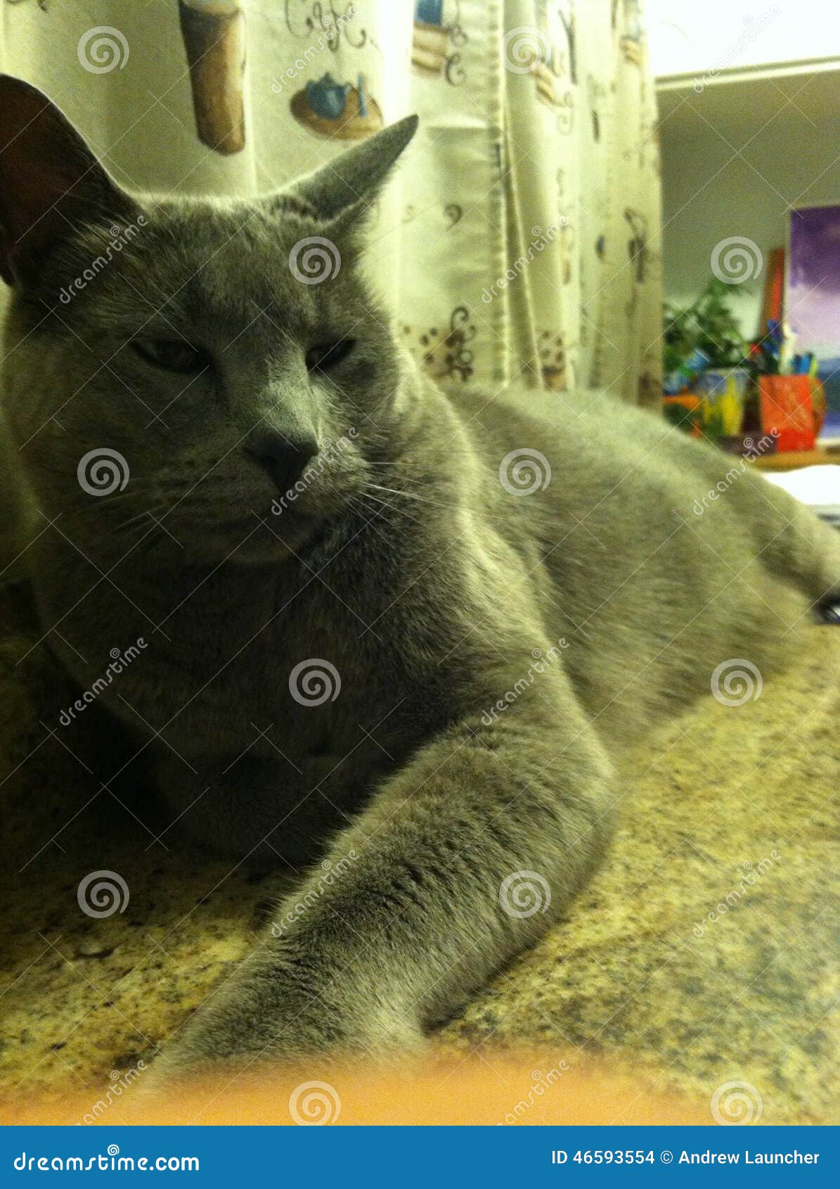 Relax cat stock photo. Image of alley, awake, beach, family - 46593554