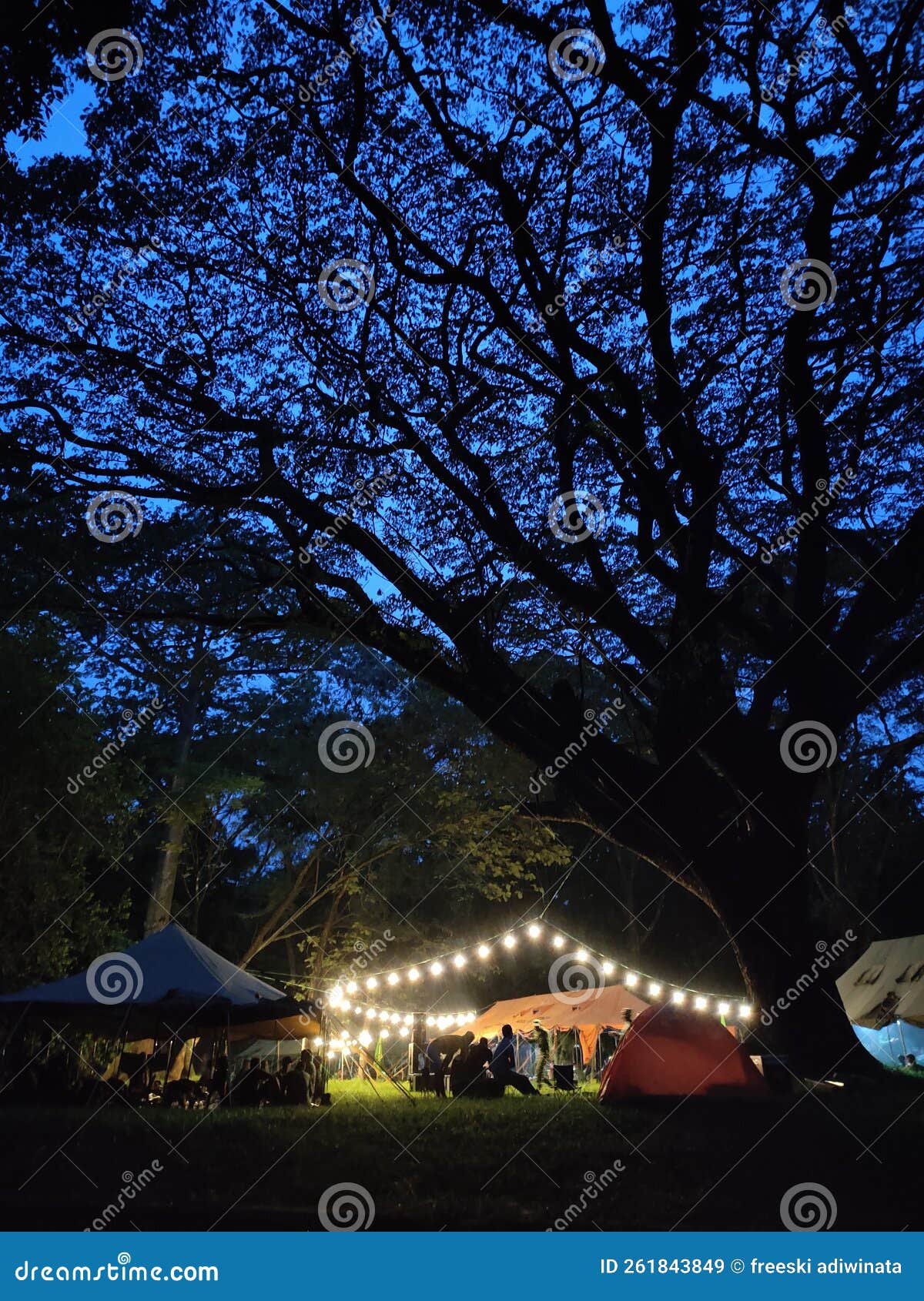 Relax and Enjoy the Atmosphere Under a Big Tree in the Forest Stock ...