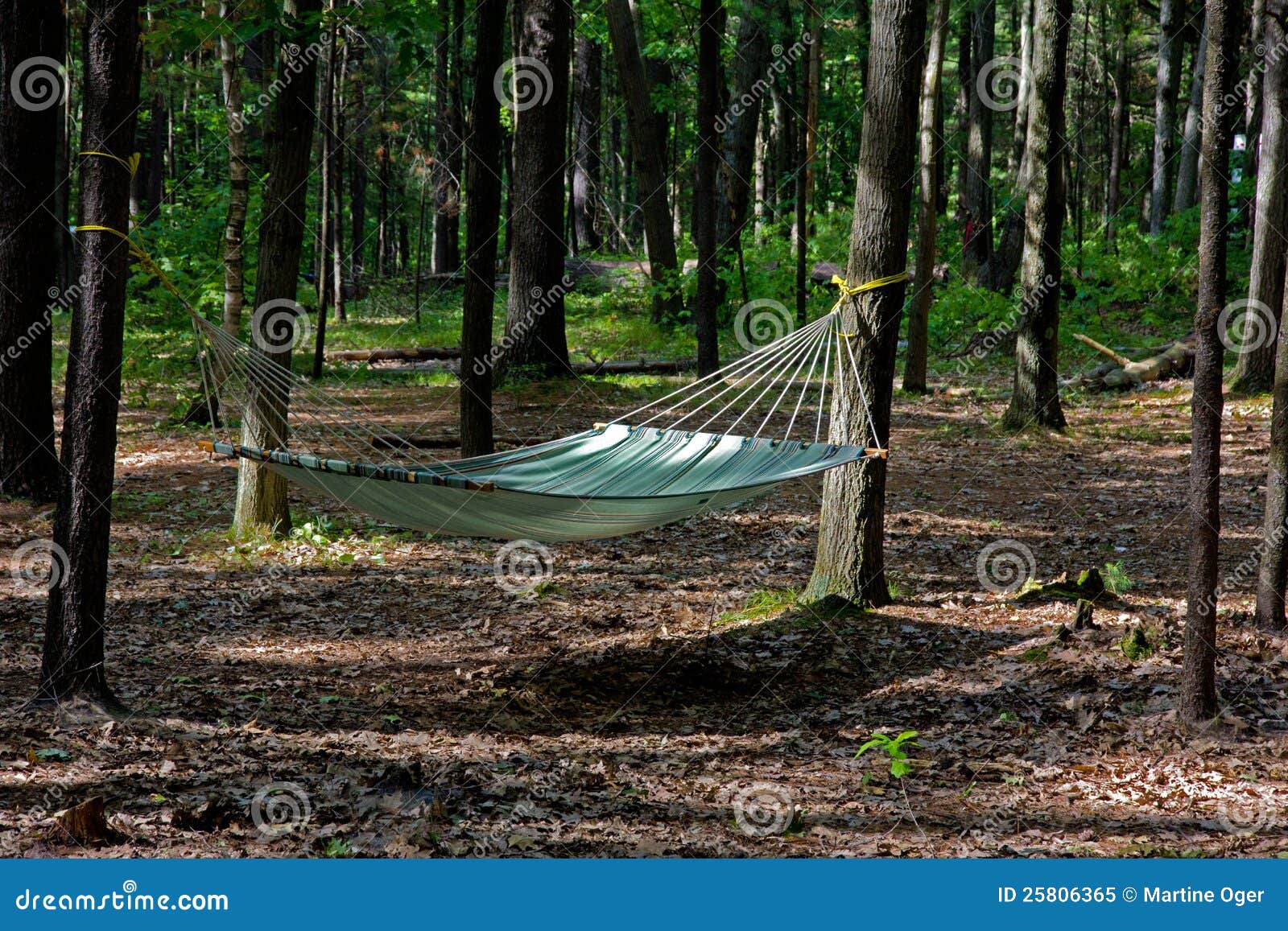Relax in forest. stock image. Image of leaves, nature - 25806365