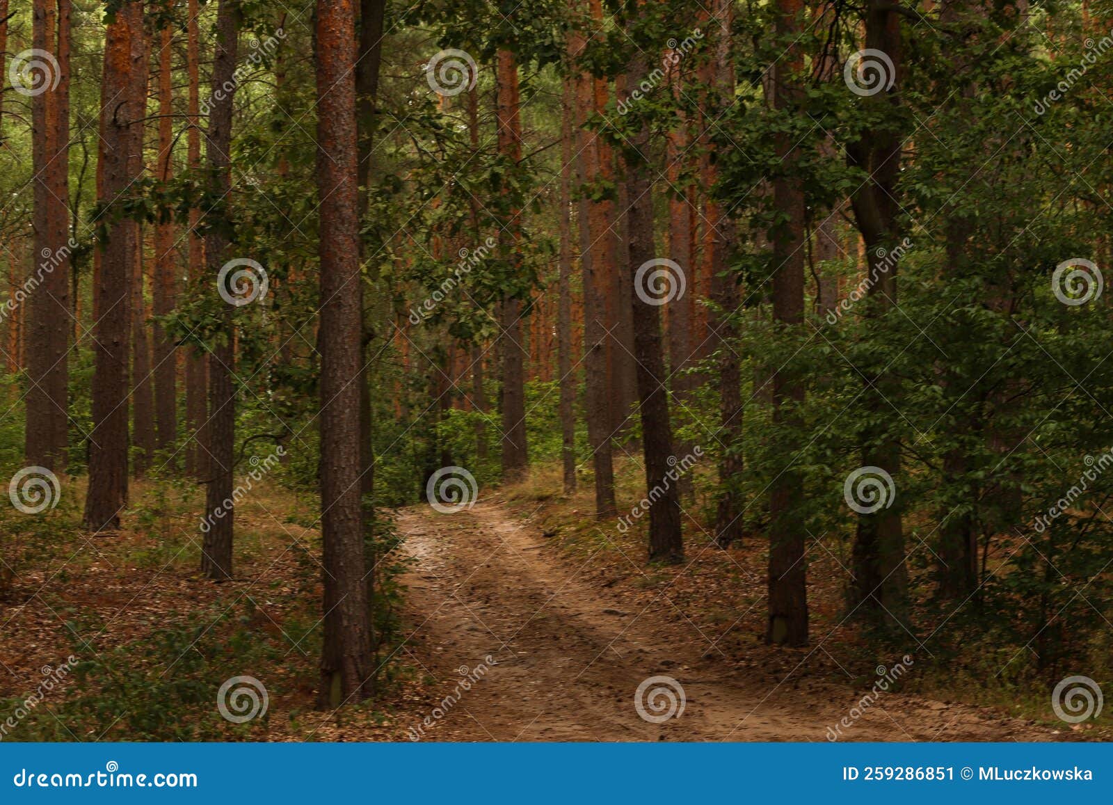 Relax in the forest stock image. Image of summer, nature - 259286851