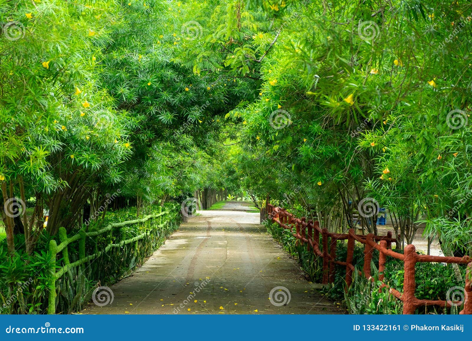 Relax and Freshness Walk Path Under the Tree Stock Image - Image of ...