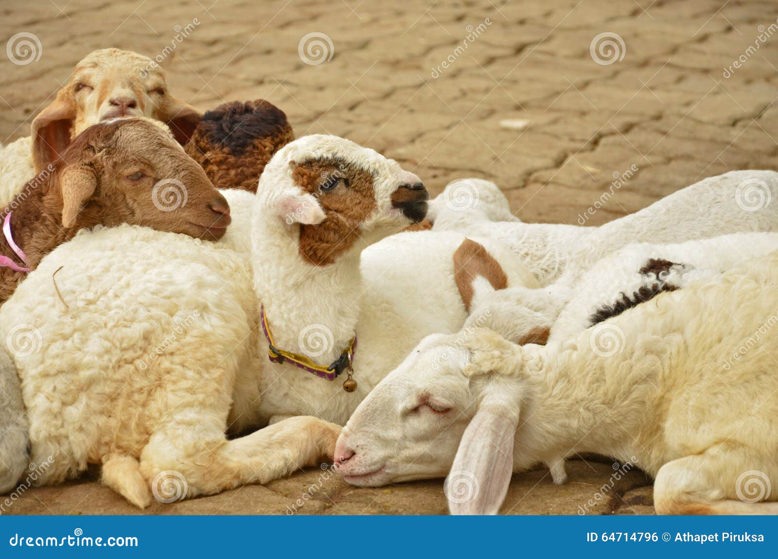 Relax goat massage stock photo. Image of grass, animal - 64714796