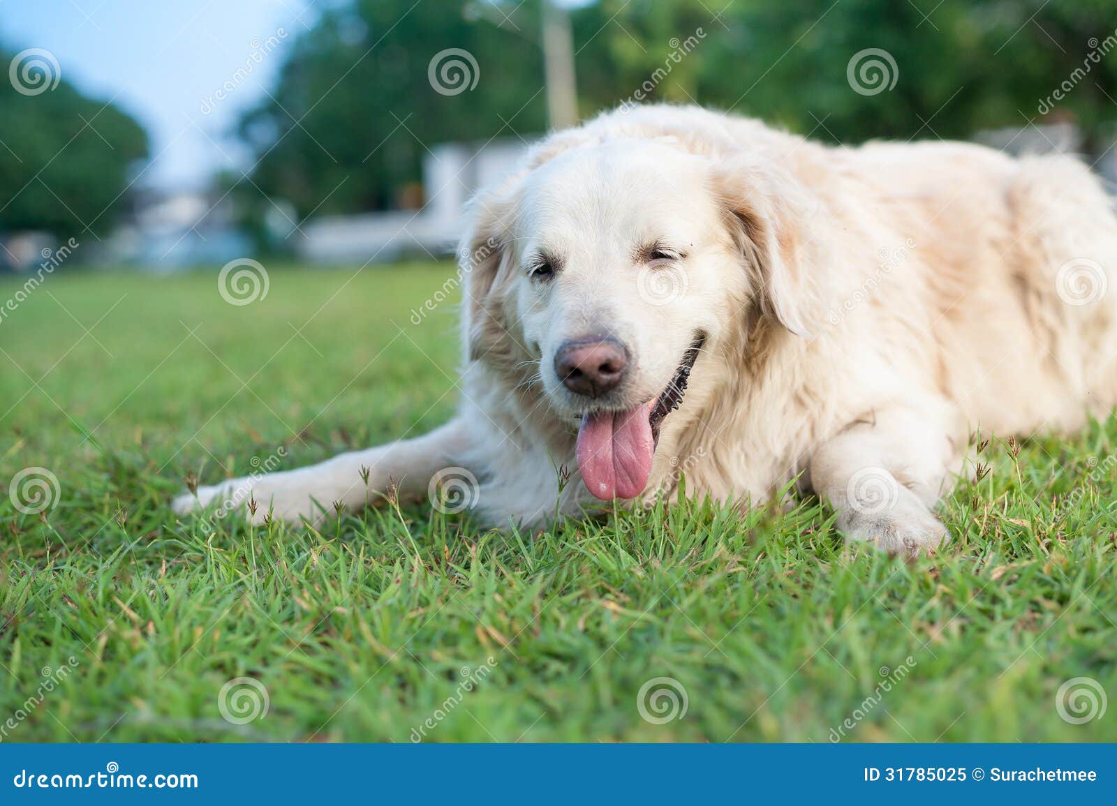 Relax Golden Retriver Labrador Stock Image - Image of movement, friend ...