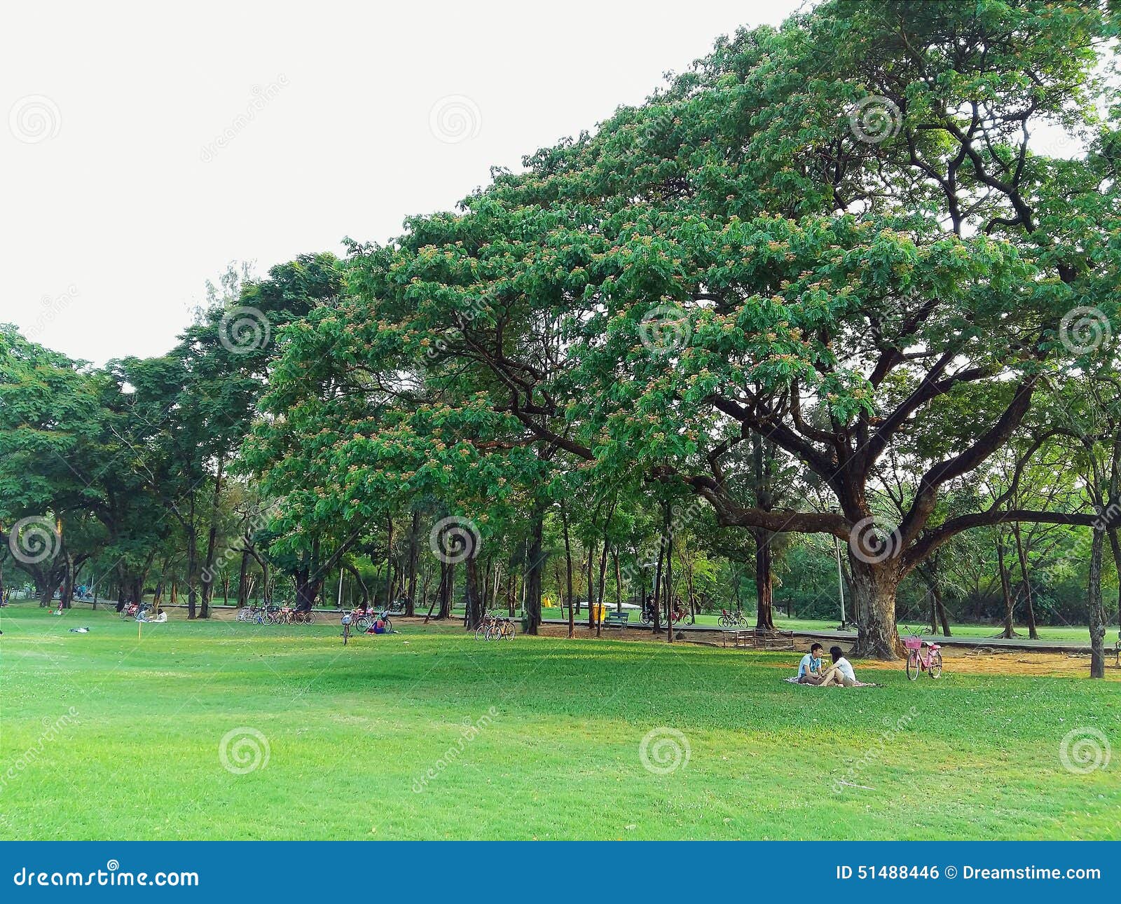 Relax with green garden. editorial photo. Image of garden - 51488446