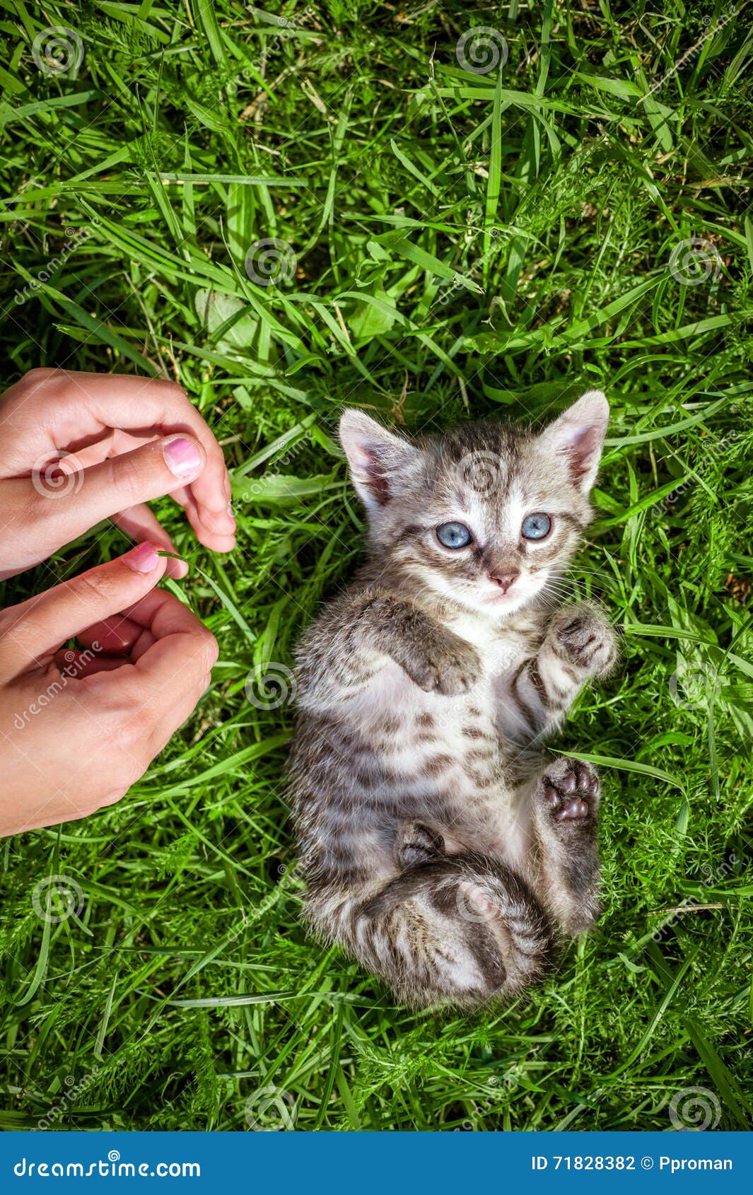 Relax kitten on grass stock photo. Image of arms, feelings - 71828382