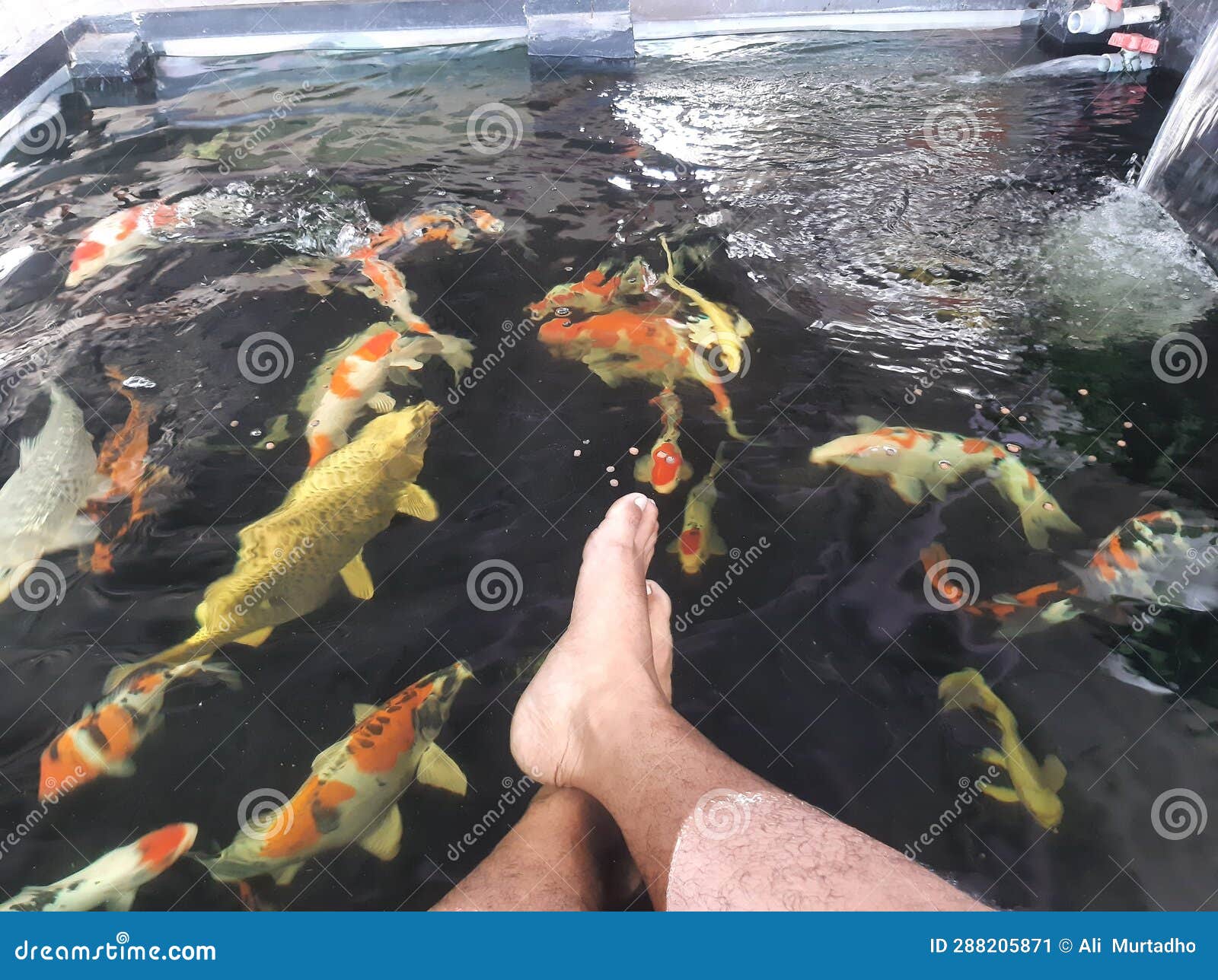 Relax with koi fish stock image. Image of fish, bird - 288205871