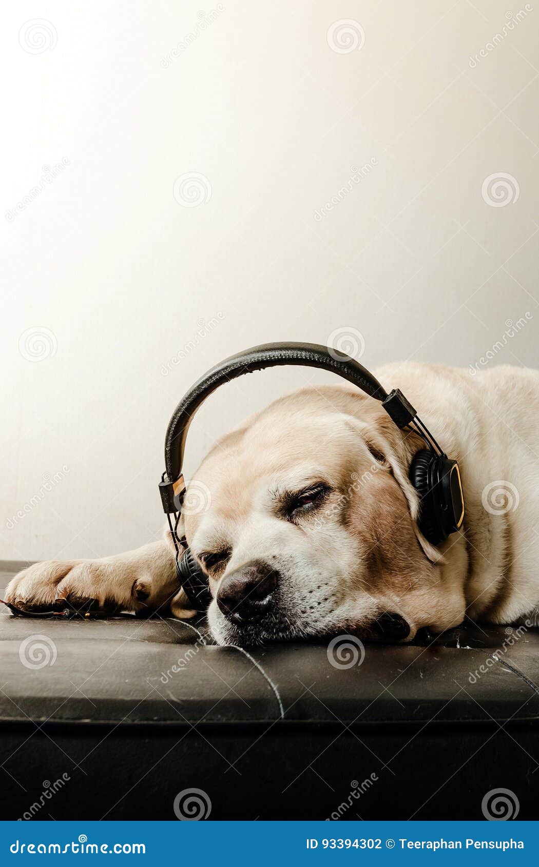The Relax Labrador Retriever Dog Sleeping and Headphone Stock Photo ...