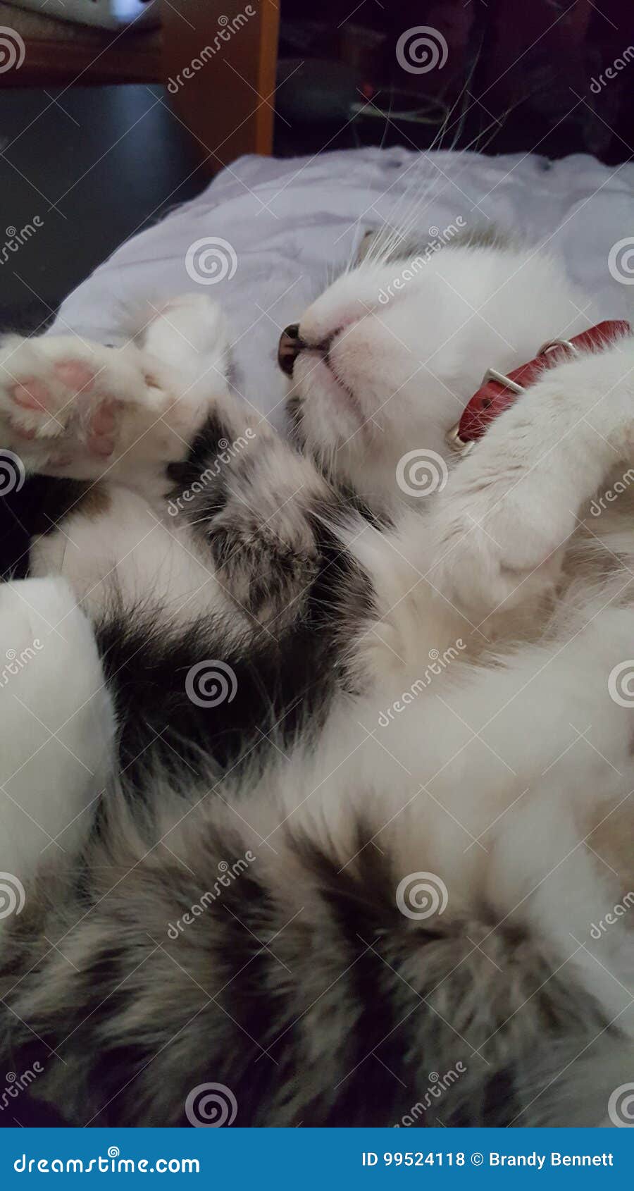 Relax editorial stock photo. Image of white, kitty, silly - 99524118