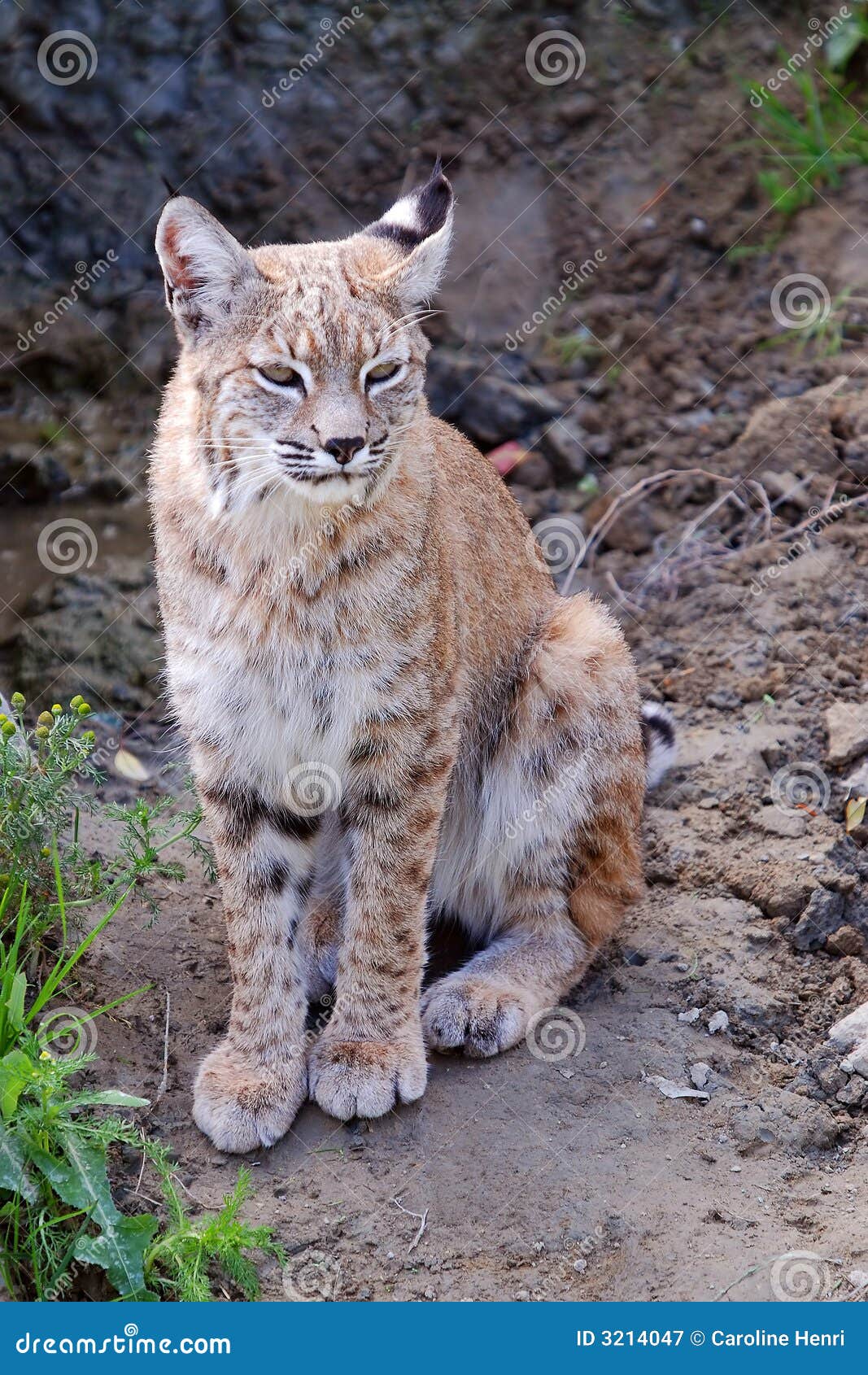 Relax lynx stock image. Image of feline, relaxing, animal - 3214047