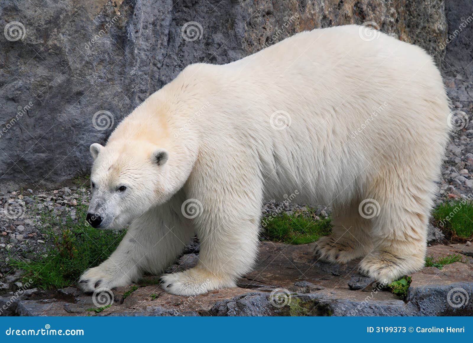 Relax polar bear 2 stock image. Image of rock, animals - 3199373