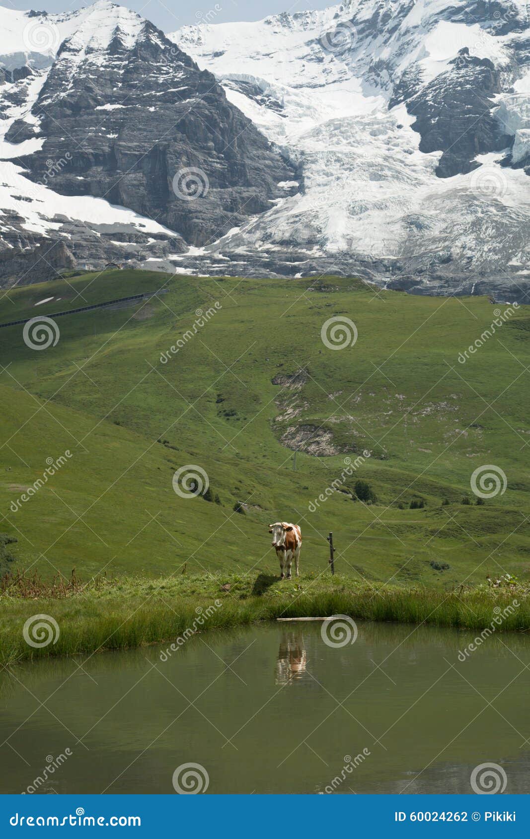 Relax on swiss Alps stock photo. Image of discovering - 60024262