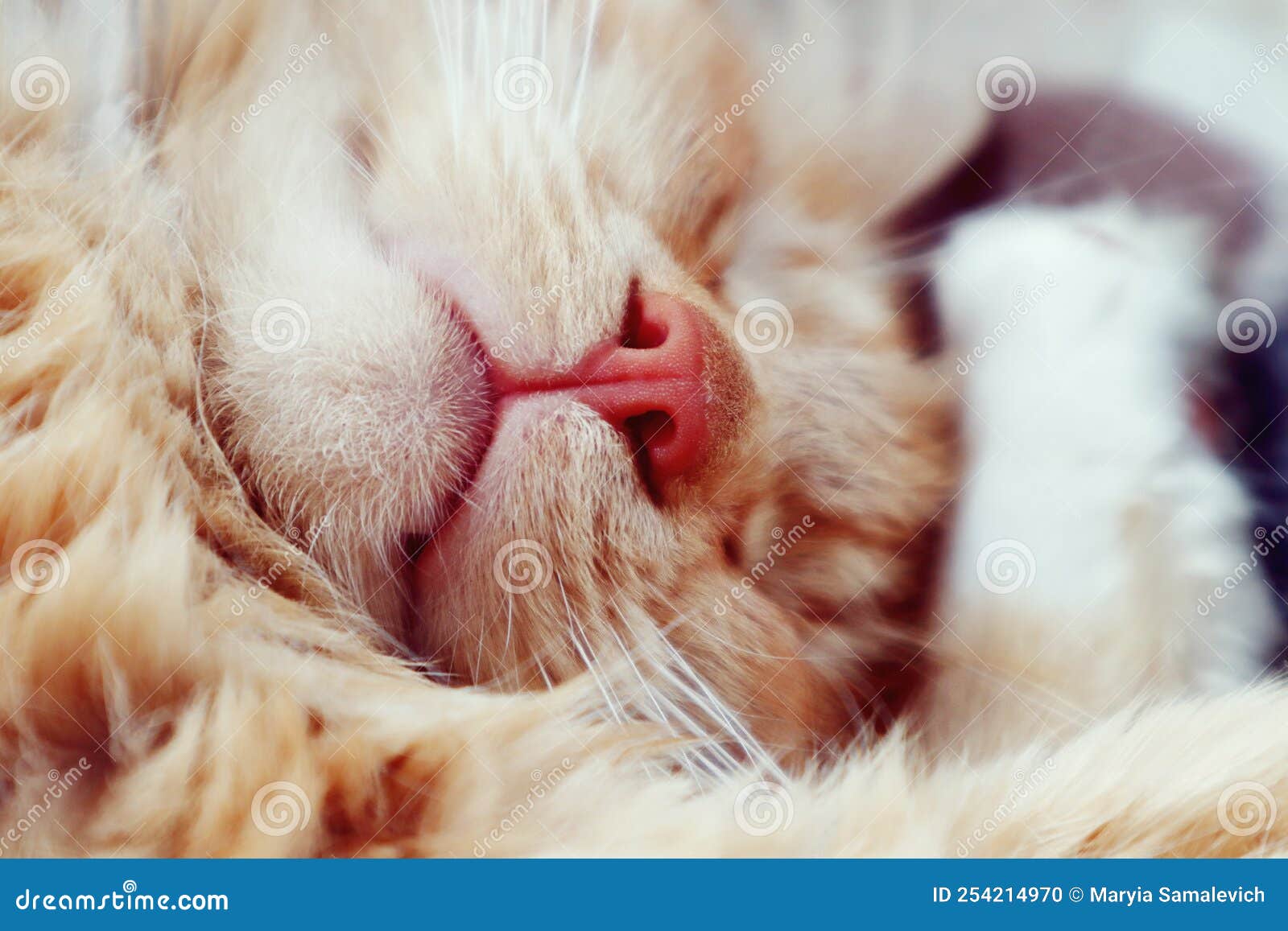 Relax, Take a Break: Cute Nose of a Sleeping Ginger Cat, Close-up Stock ...