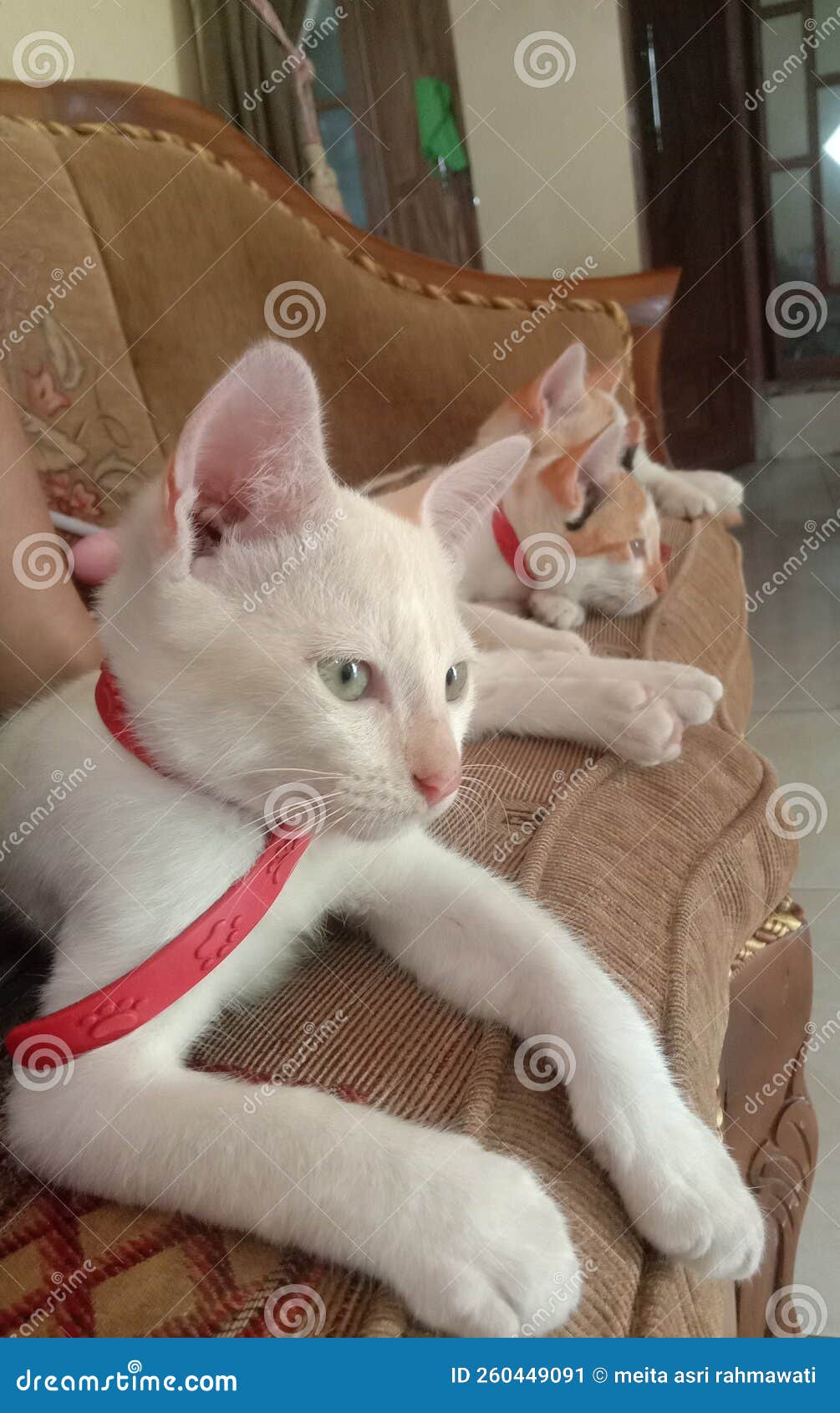 Relax with the Three Little Cats Stock Image - Image of three, whiskers ...