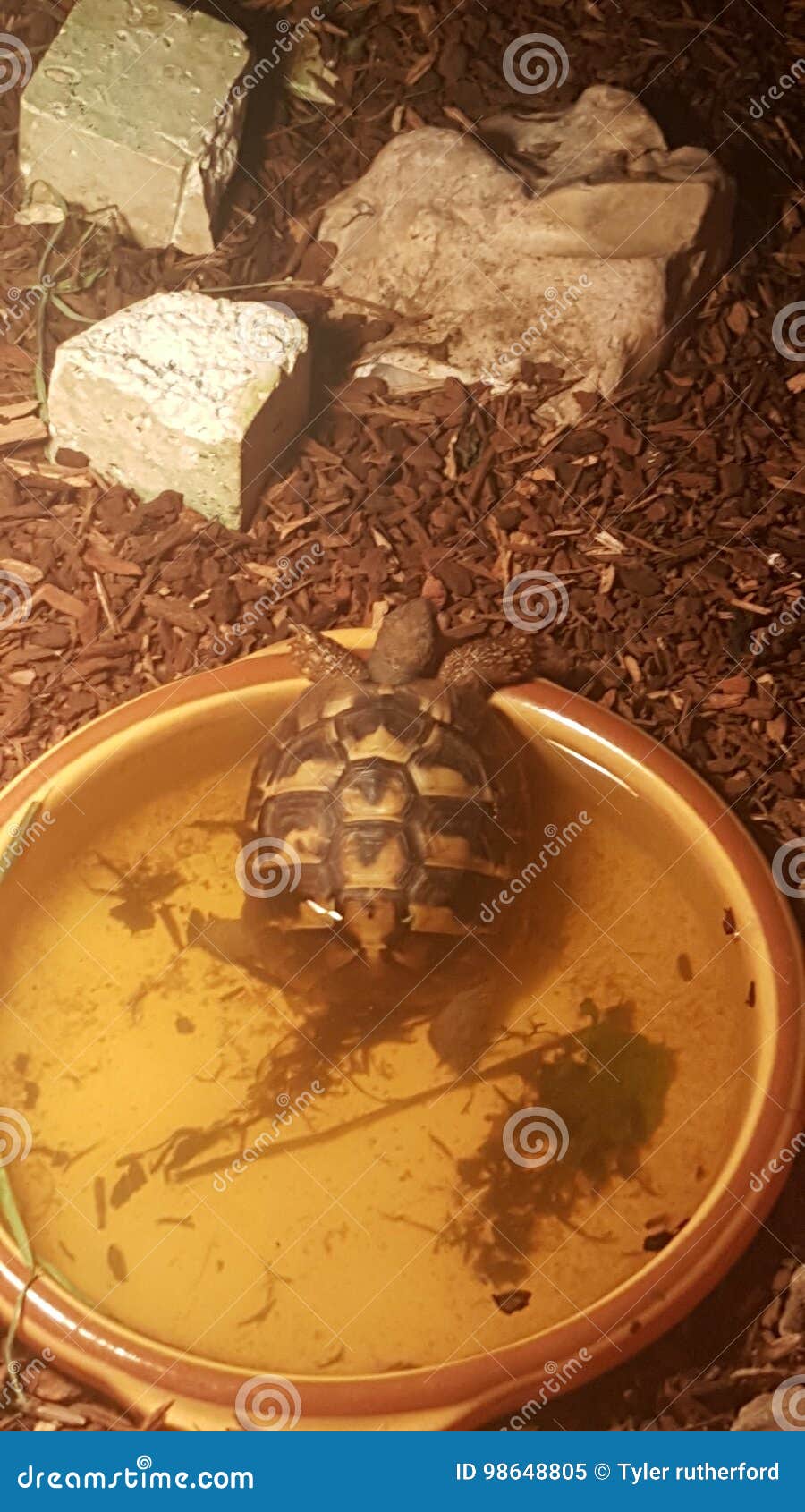 Relax stock image. Image of bathing, tortoise, relax - 98648805