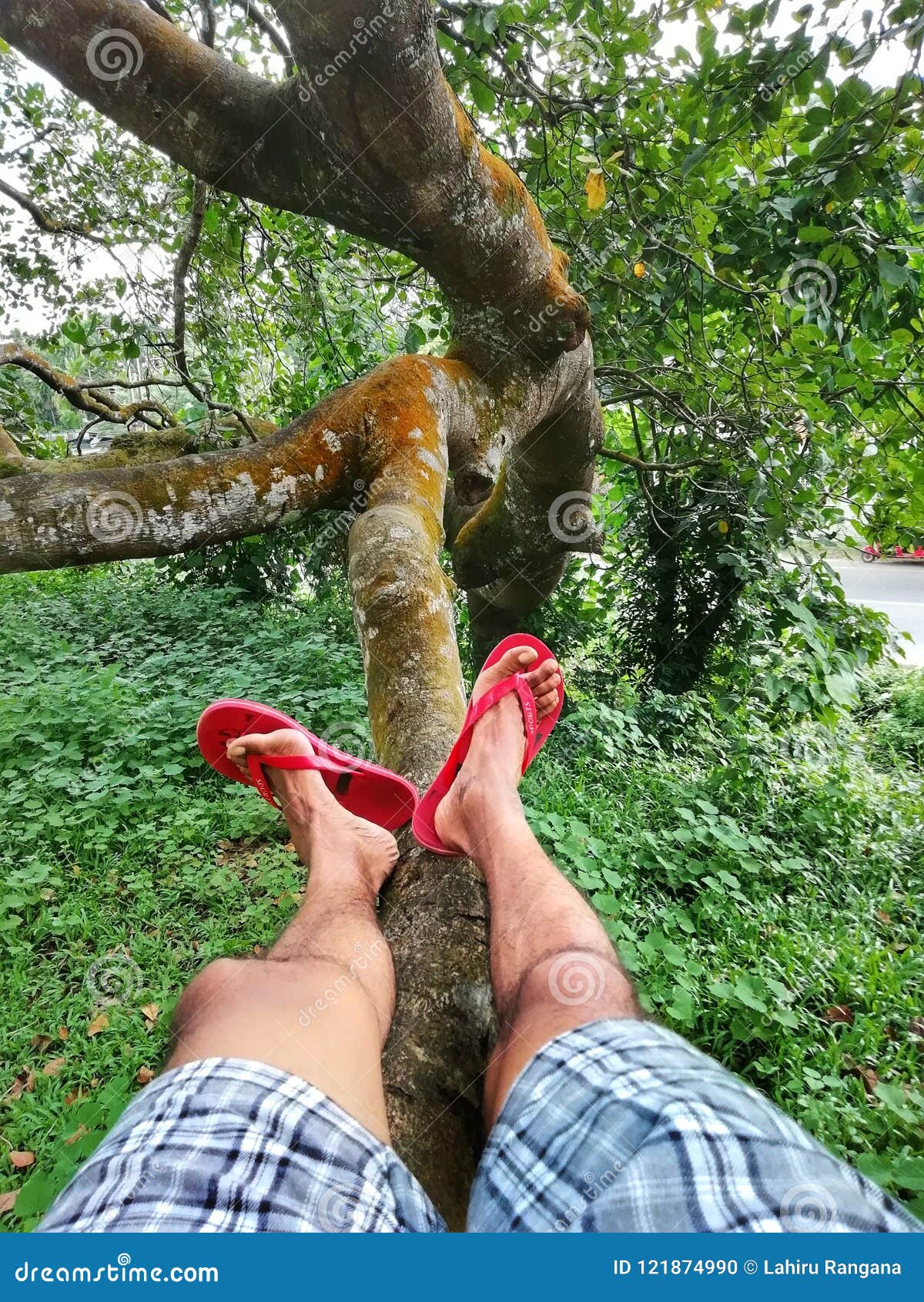 Relax on the Tree Hollyday. Stock Photo - Image of location, relax ...