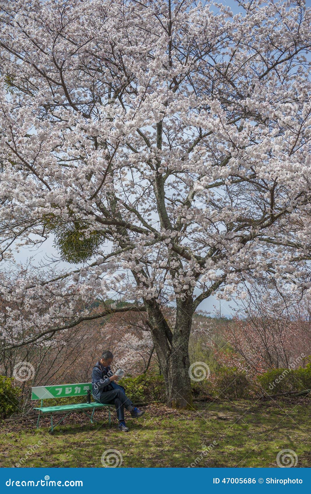 Relax under sakura tree editorial photo. Image of flower - 47005686