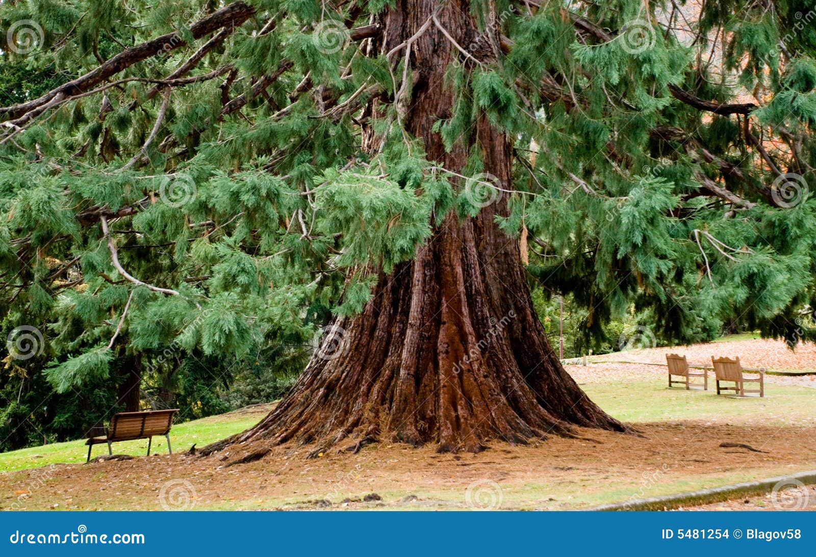 Relax Under the Spruce Tree Stock Photo - Image of botany, garden: 5481254