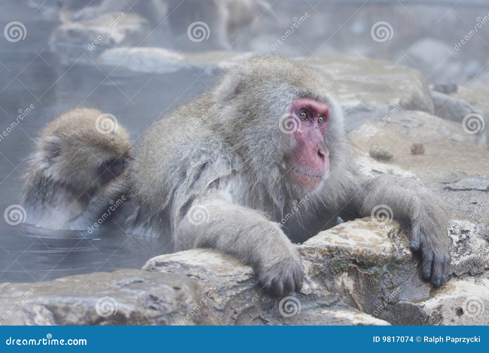 Relaxation stock photo. Image of bliss, animal, monkey - 9817074