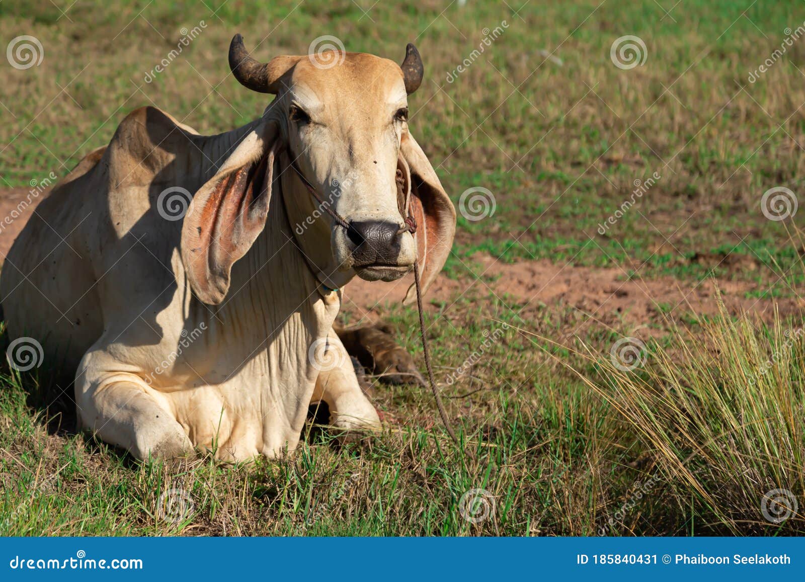 The relaxation of the cow stock image. Image of thai - 185840431