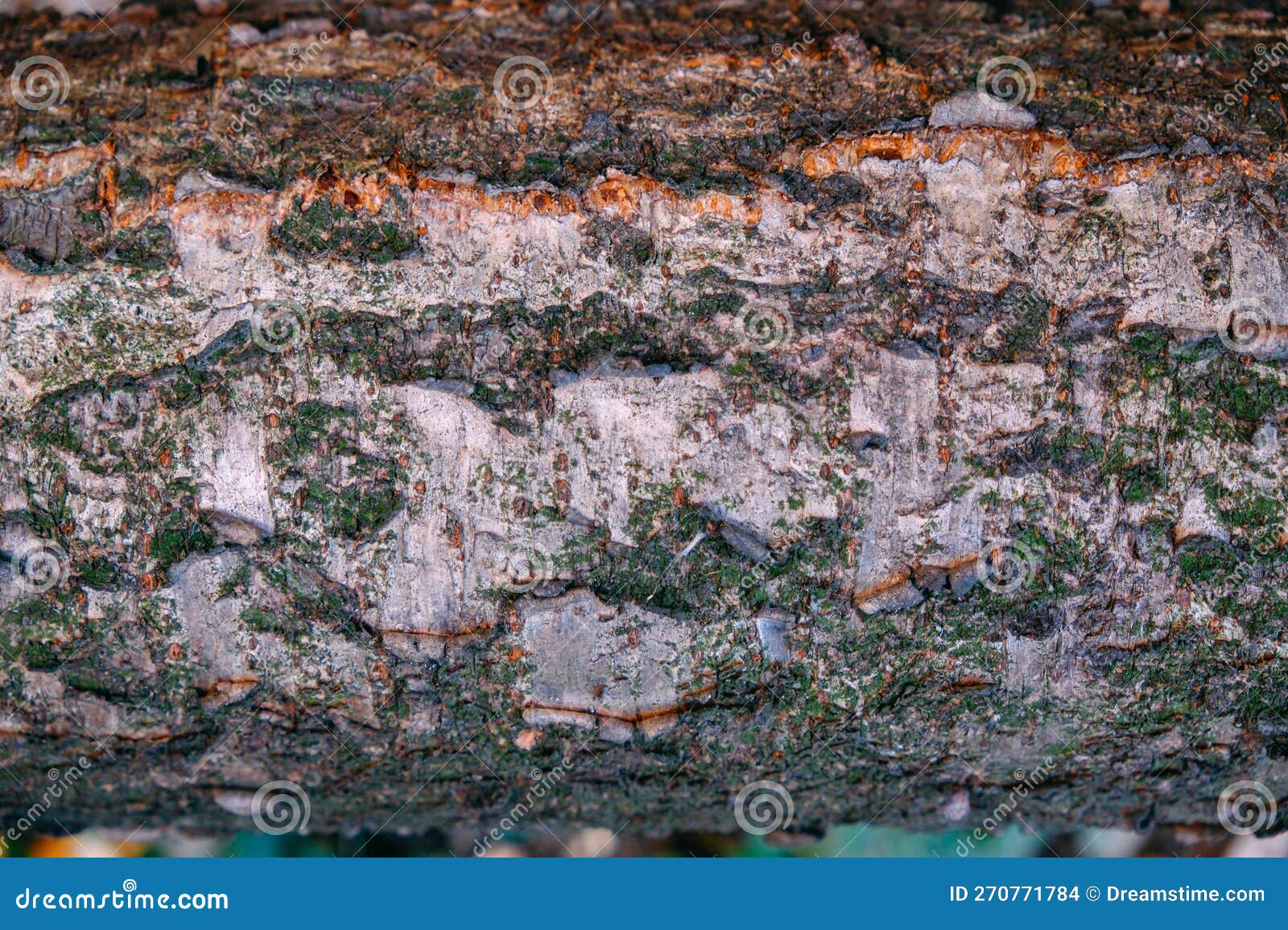 Shell In Tree With Sky Background Stock Image | CartoonDealer.com #95805679