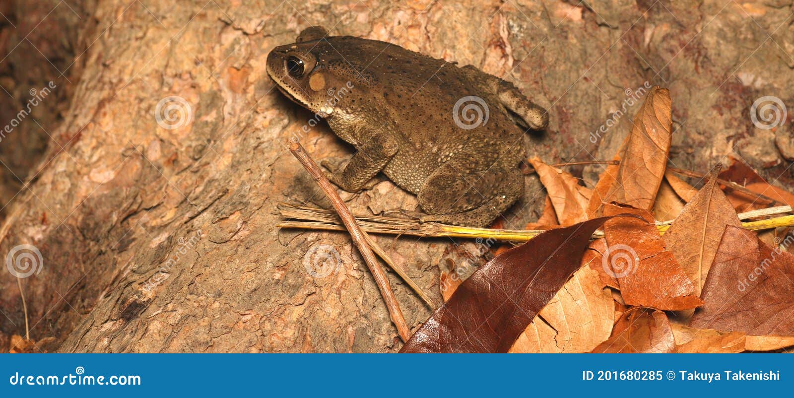Relaxed Asian Toad on the Tree with Rain Forest Stock Image - Image of ...