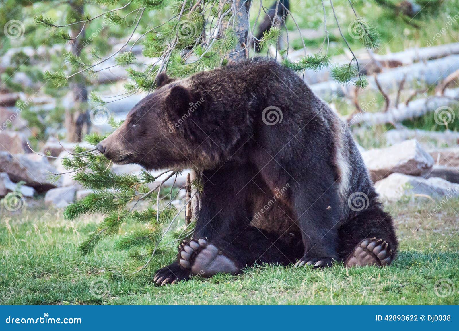 Relaxed bear stock photo. Image of ears, closeup, paws - 42893622