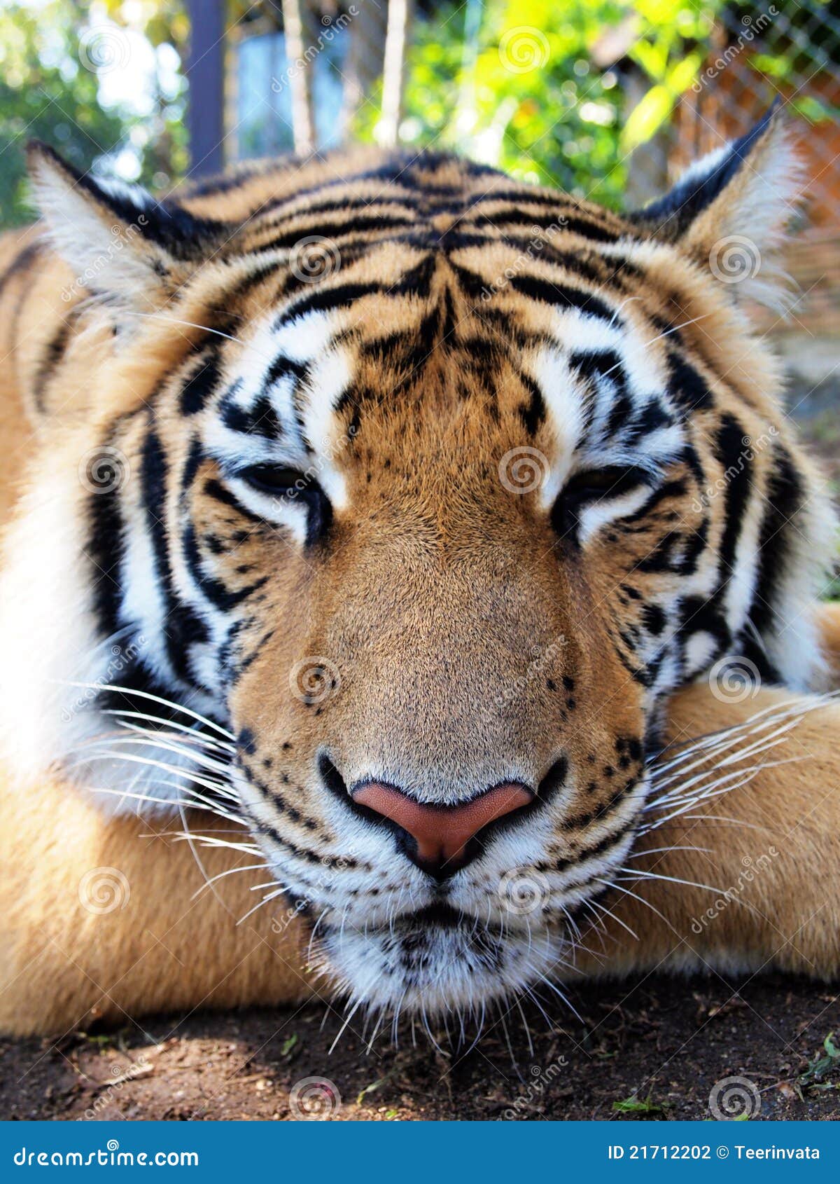 Relaxed Bengal Tiger stock photo. Image of wild, close - 21712202