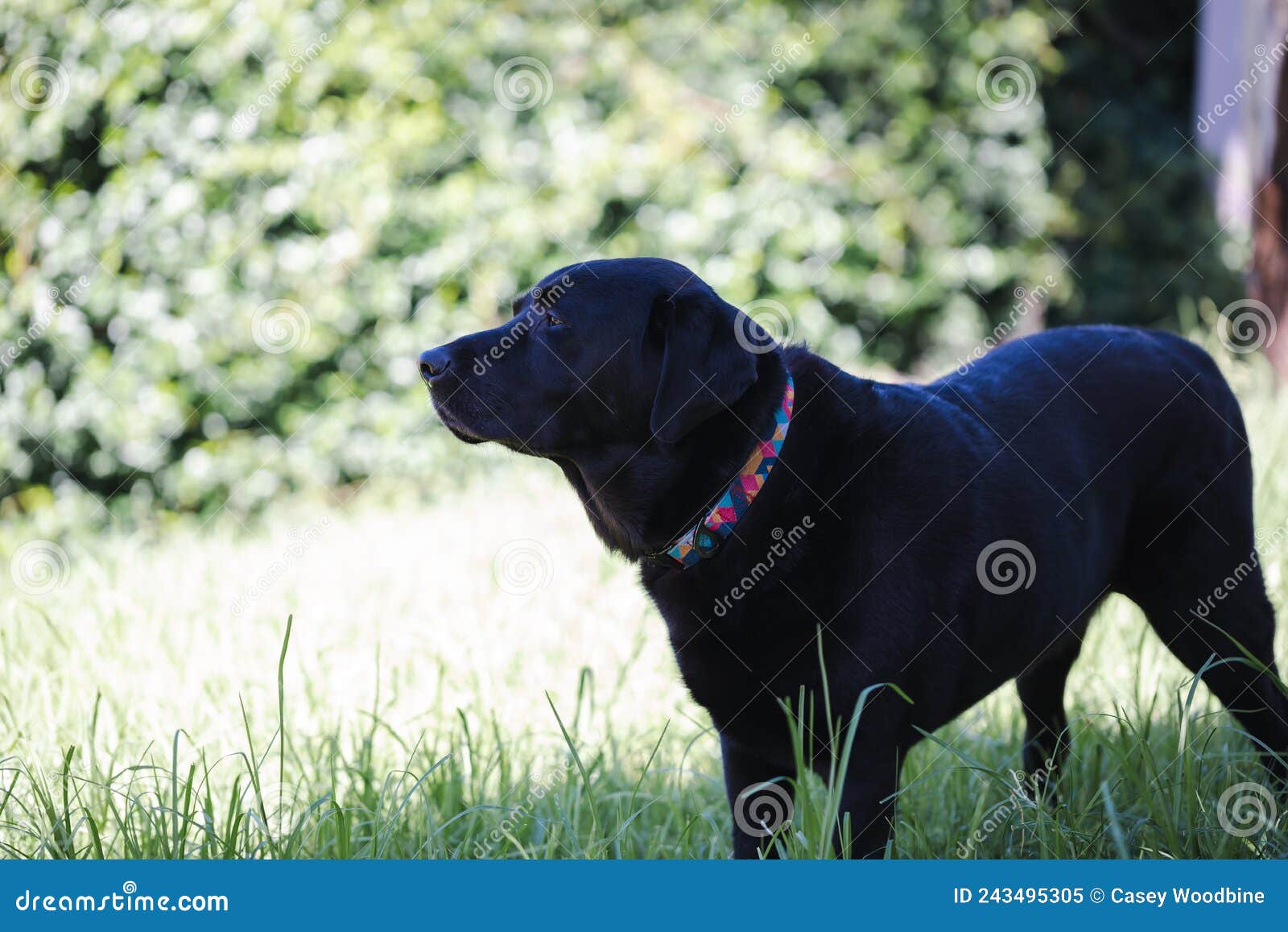 Relaxed Black Labrador Standing on Grass in Lush Backyard Stock Image ...
