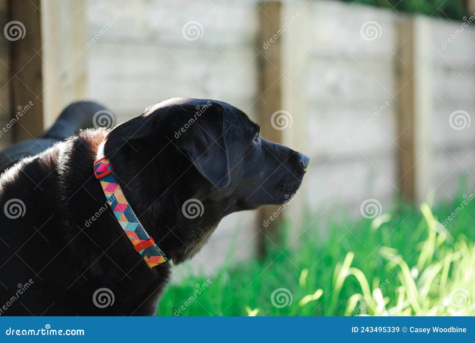 Relaxed Black Labrador Standing on Grass in Lush Backyard Stock Image ...
