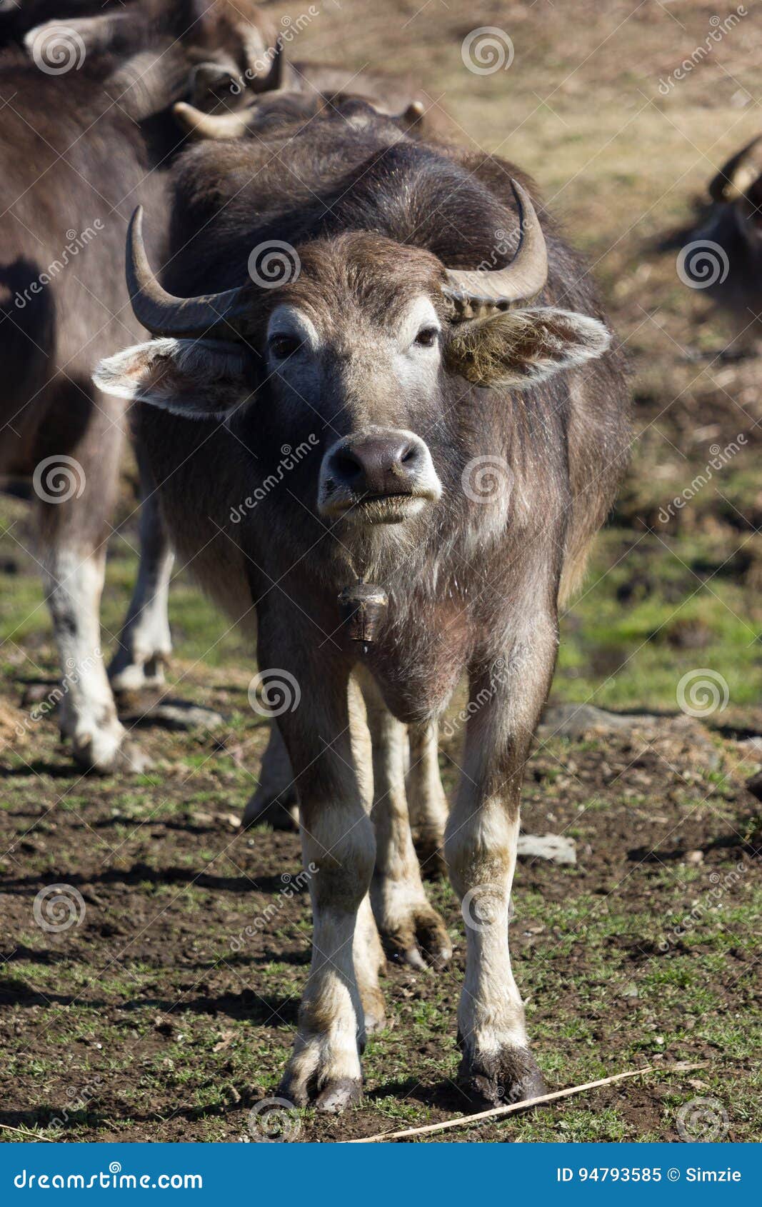 Relaxed Buffalo stock image. Image of bell, horns, hairy - 94793585