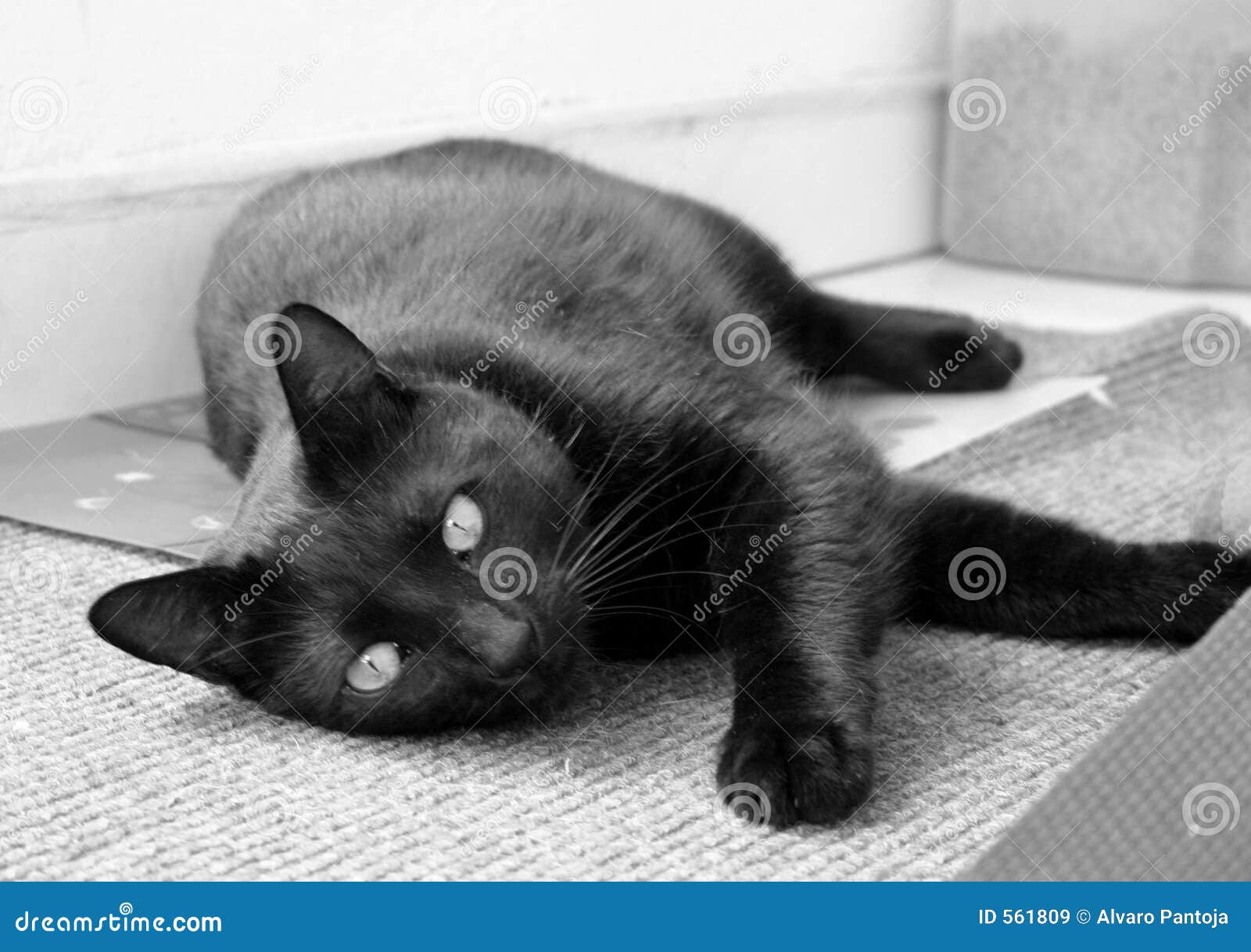 Relaxed Cat stock image. Image of relax, black, persian - 561809