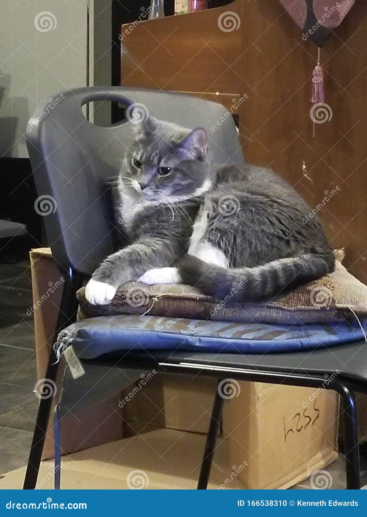 Relaxed Cat in basement stock photo. Image of relaxed - 166538310