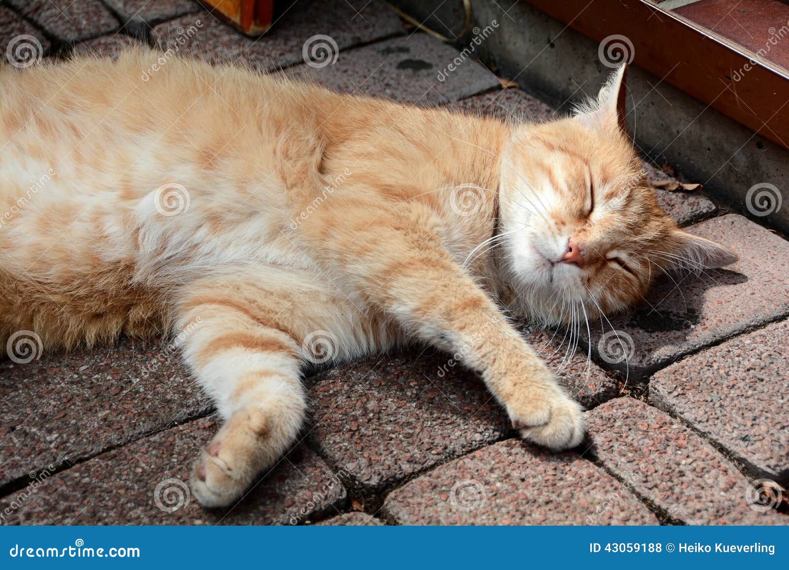 A relaxed cat stock photo. Image of cute, hair, relaxation - 43059188