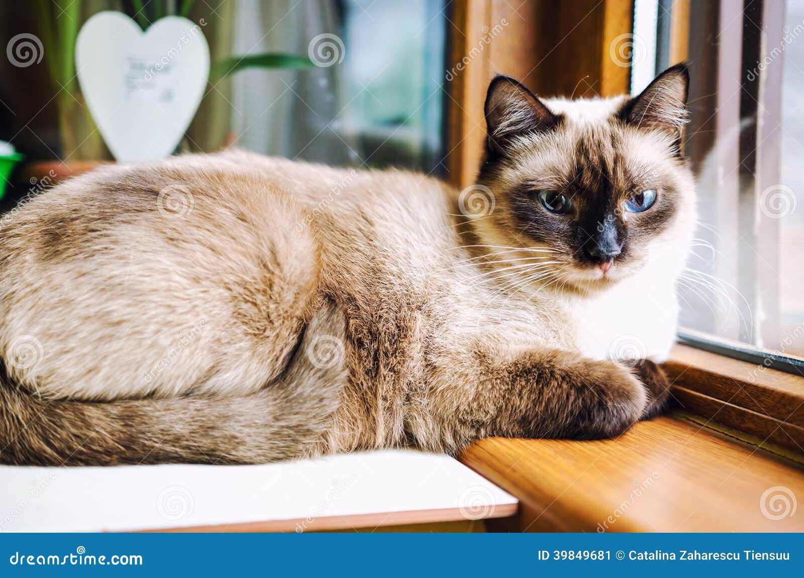 Relaxed cat stock image. Image of kitten, pretty, color - 39849681