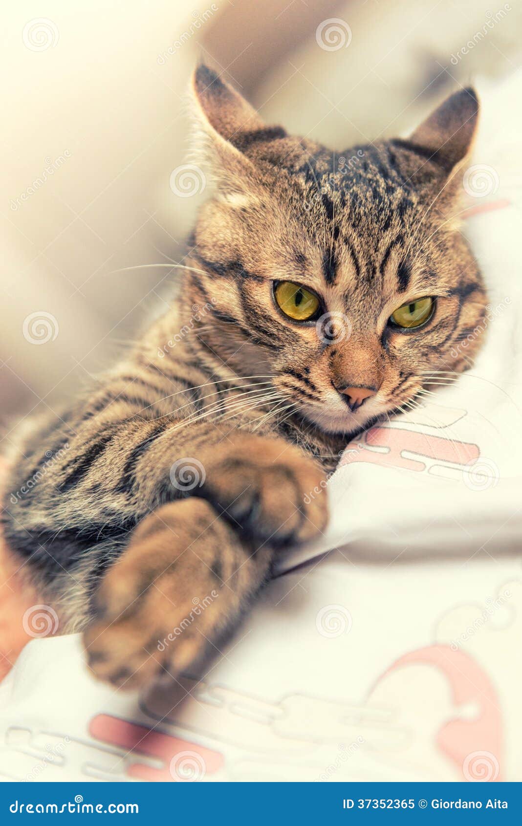 Relaxed cat stock image. Image of puppy, relax, relaxed - 37352365