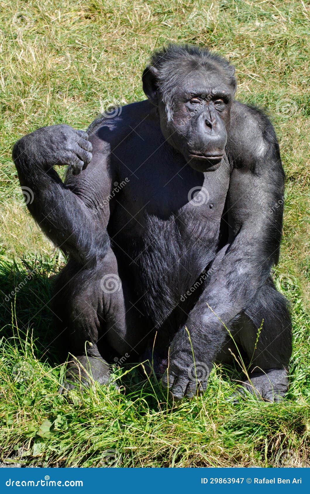 Chimpanzee stock image. Image of male, chimpanzee, endangered - 29863947